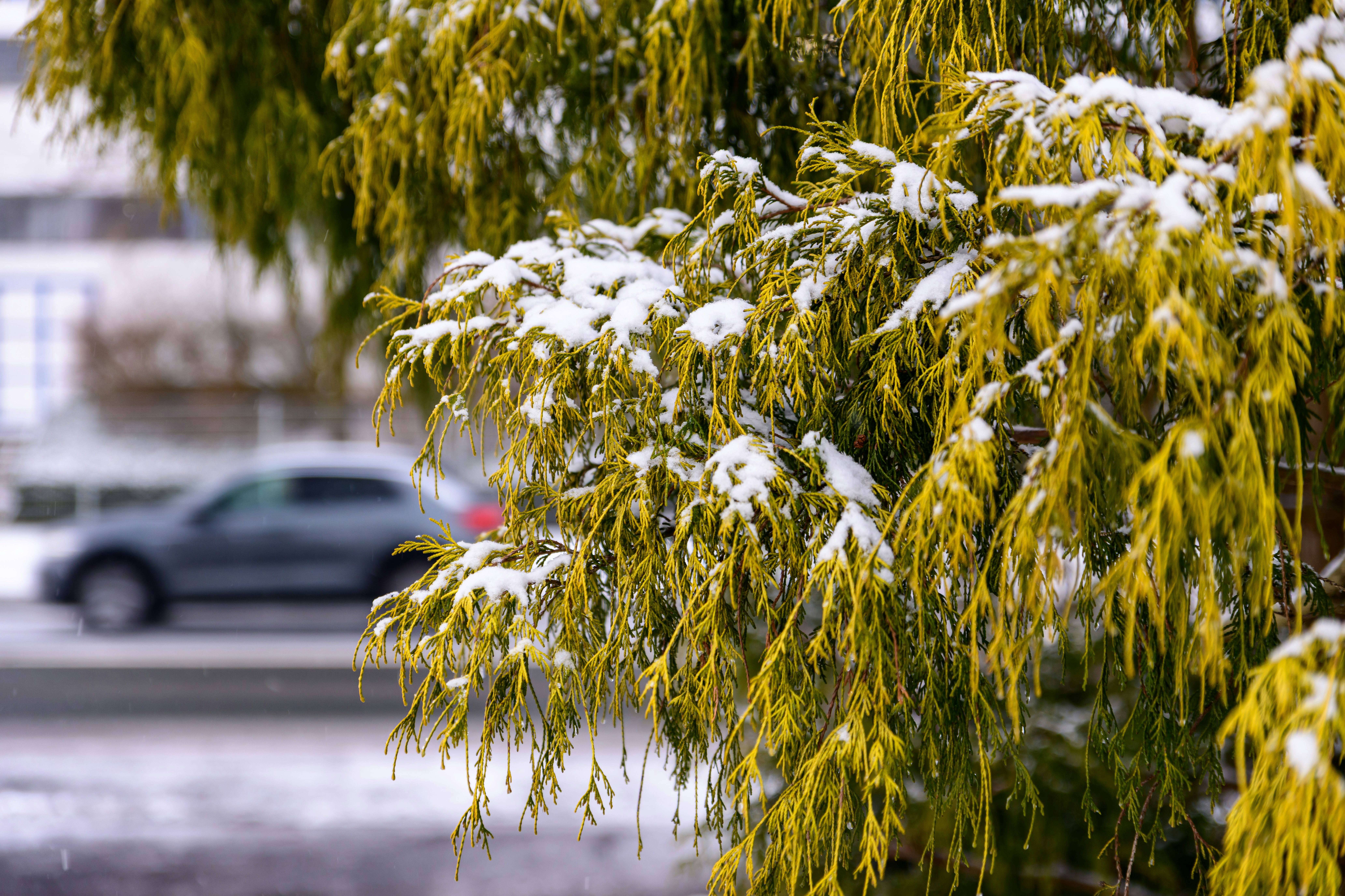 Yellow in Winter: Weeping Branches Against a Moving Street Scene