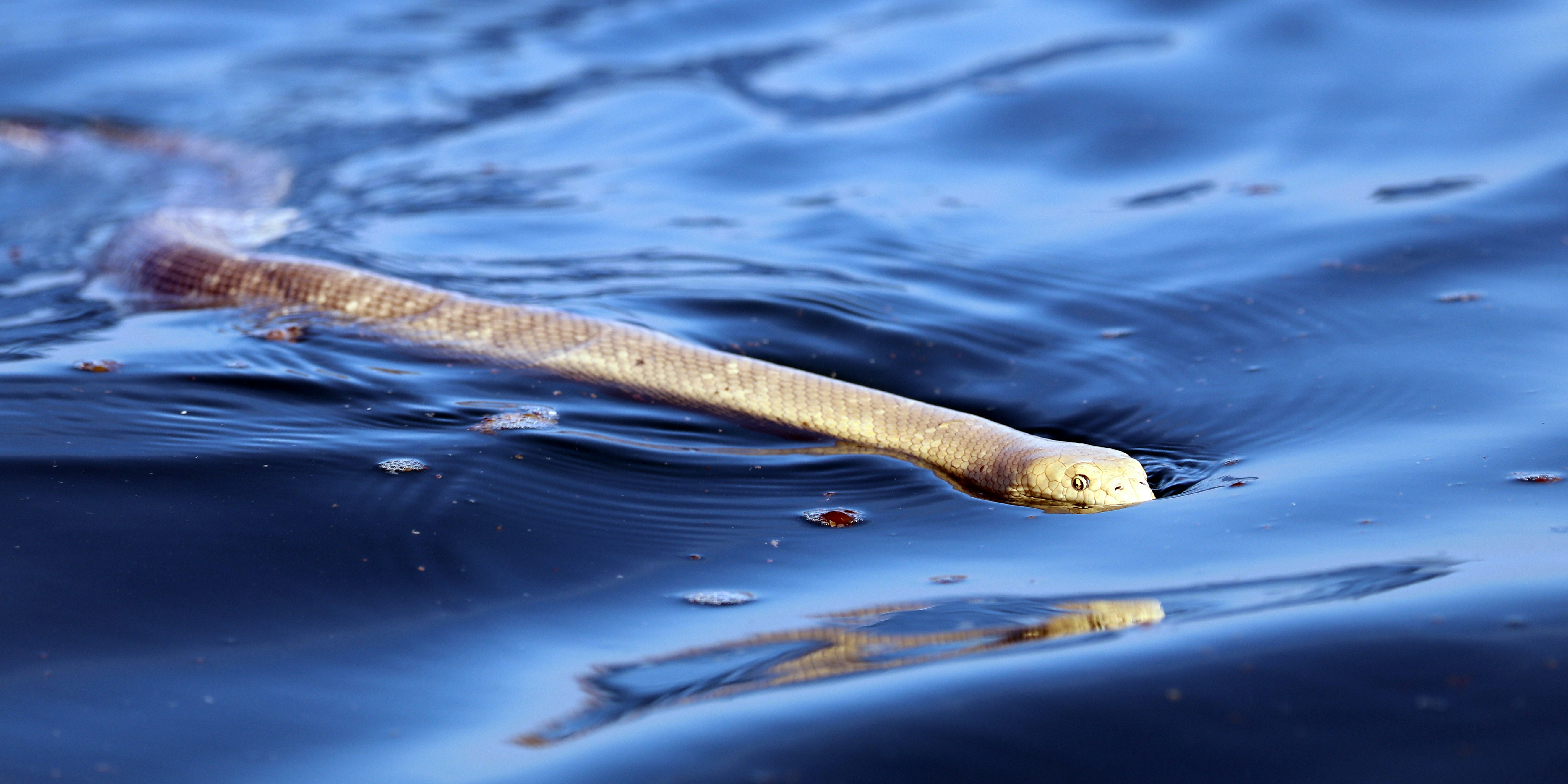 Gliding Glow: A Pale Snakefish Skims the Water's Surface