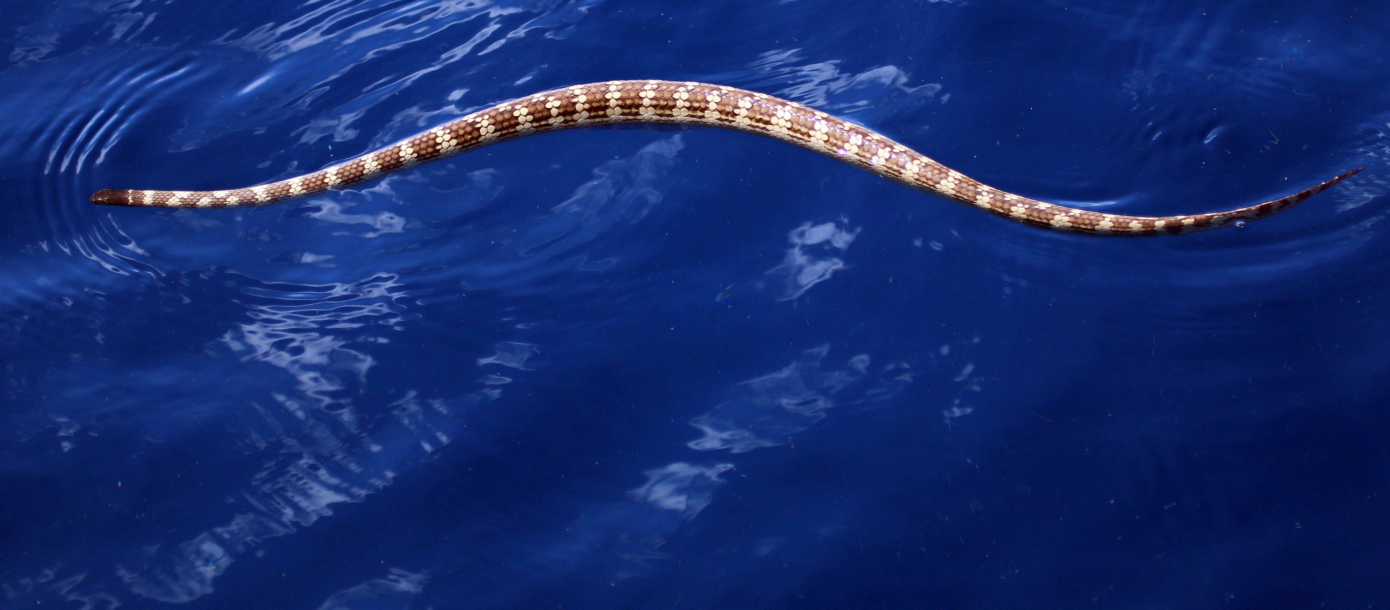 Coiled Silver Barrens: A Narrow Snake Slides Across Midnight Blue Water