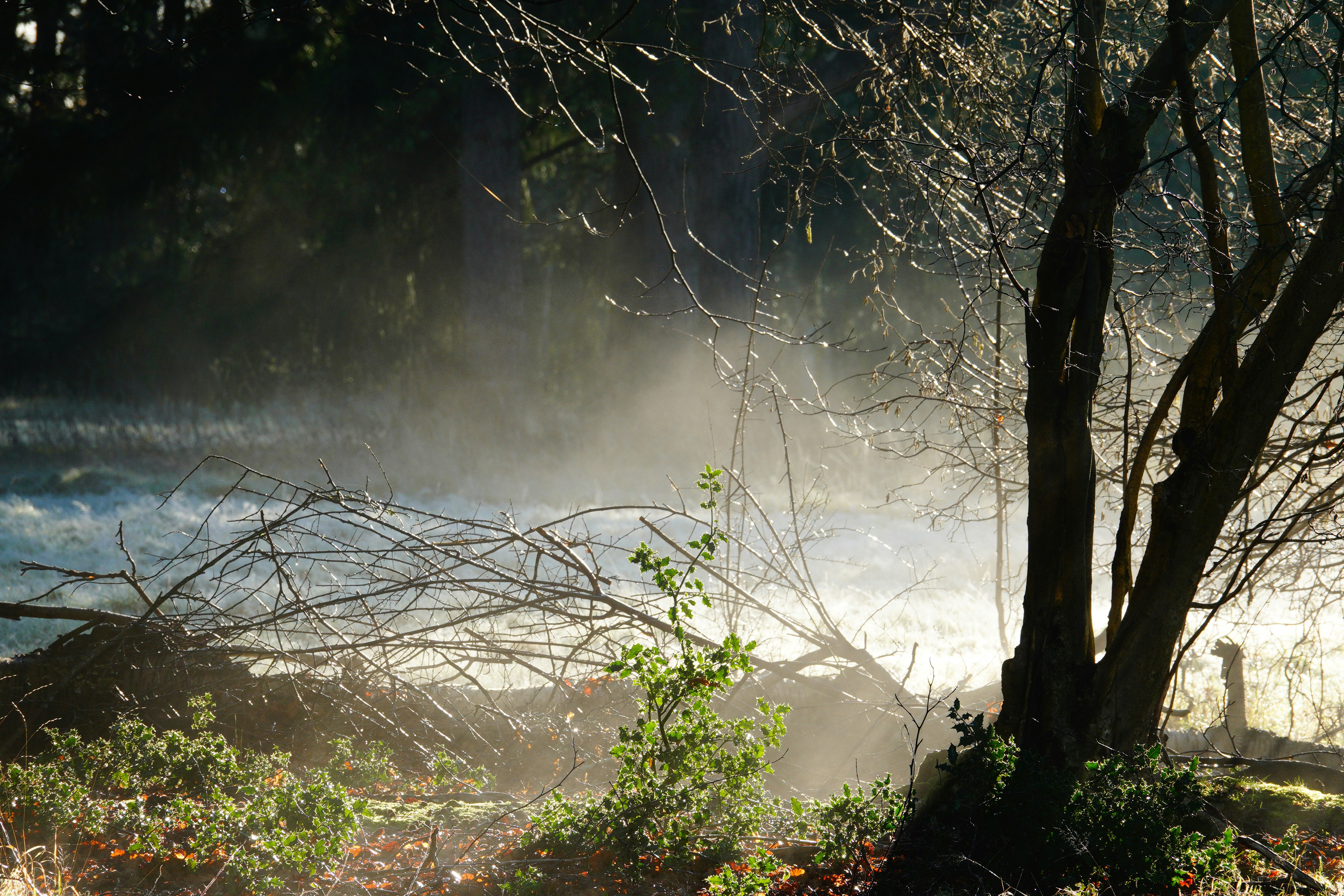 Sunlit mist and fallen branches by the riverside