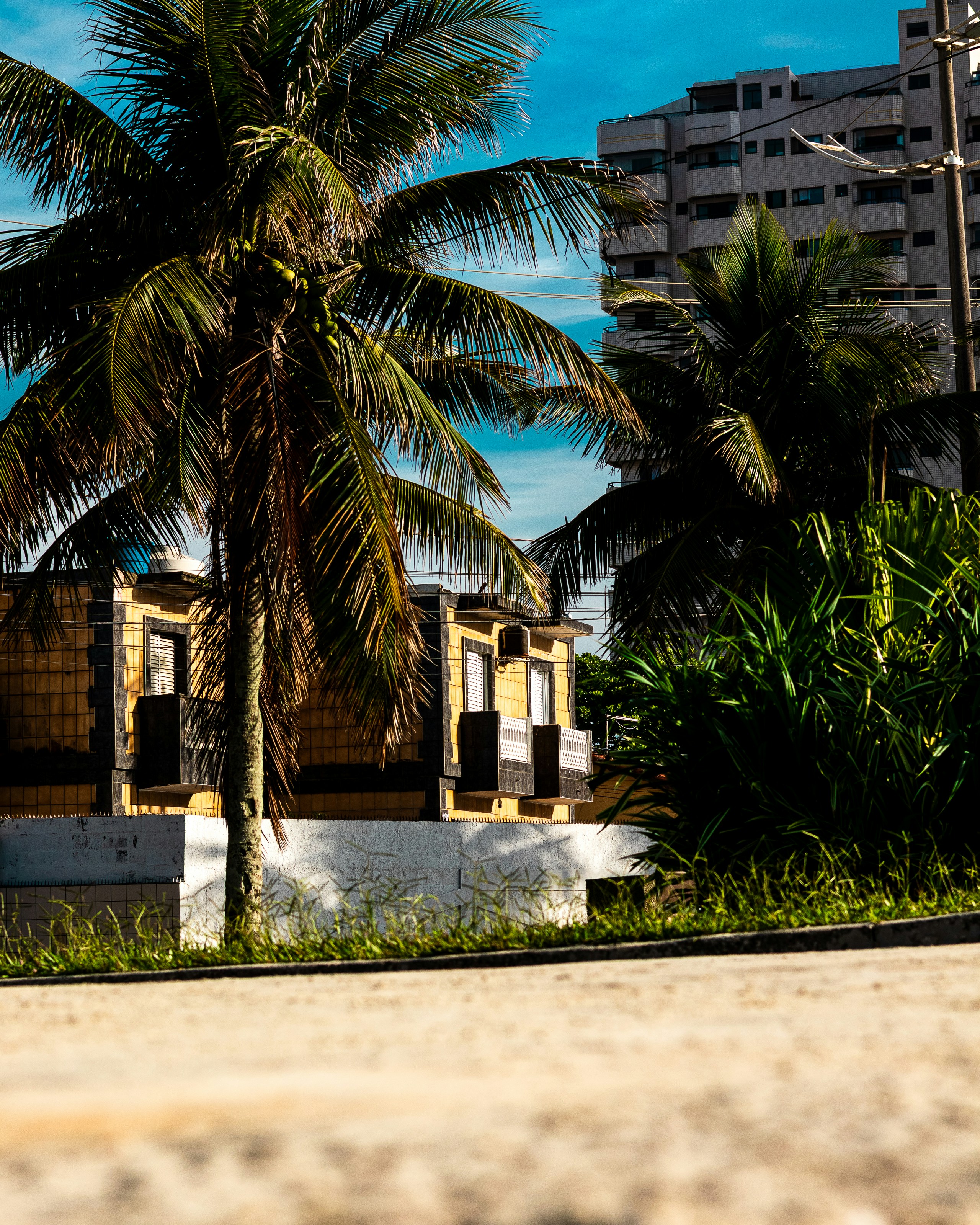 Palm Shaded Street Between Beachside Homes
