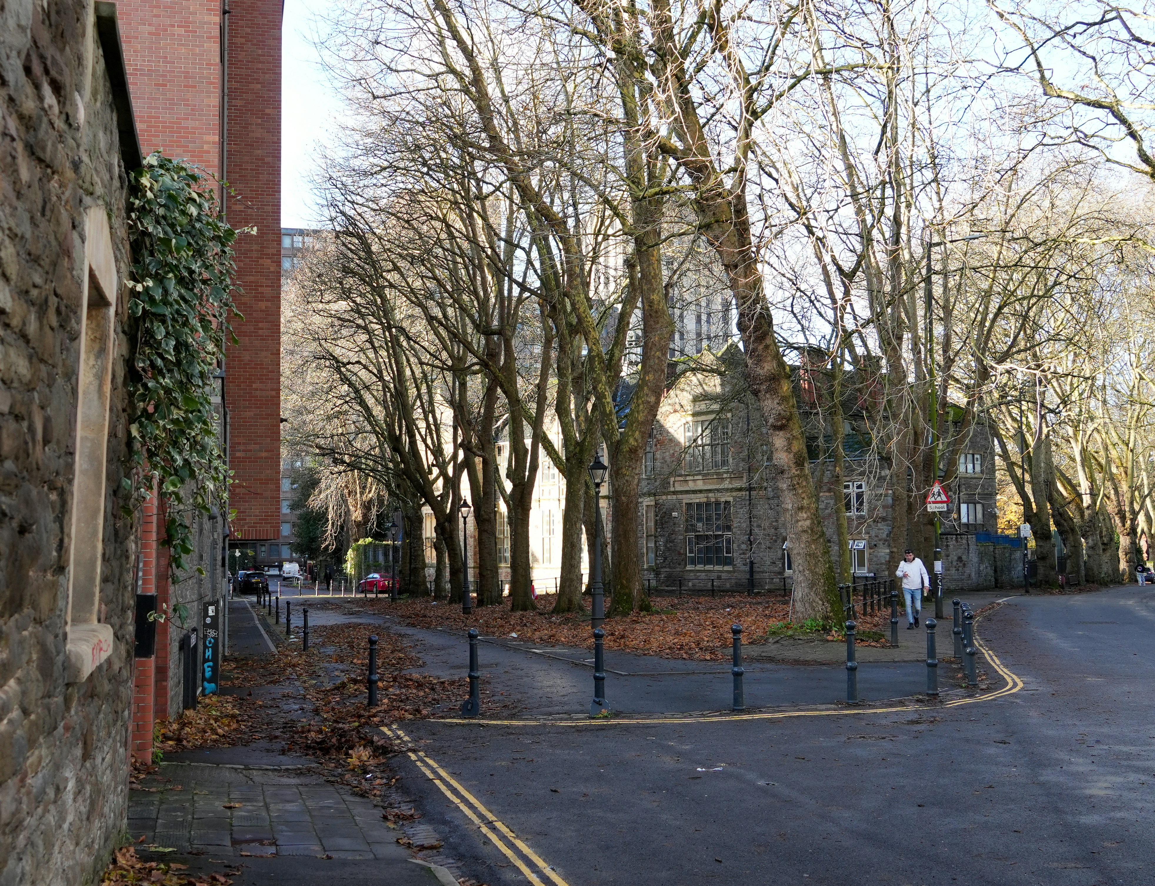 Crossing the Quiet Avenue: Autumn Leaves and Tree Canopy