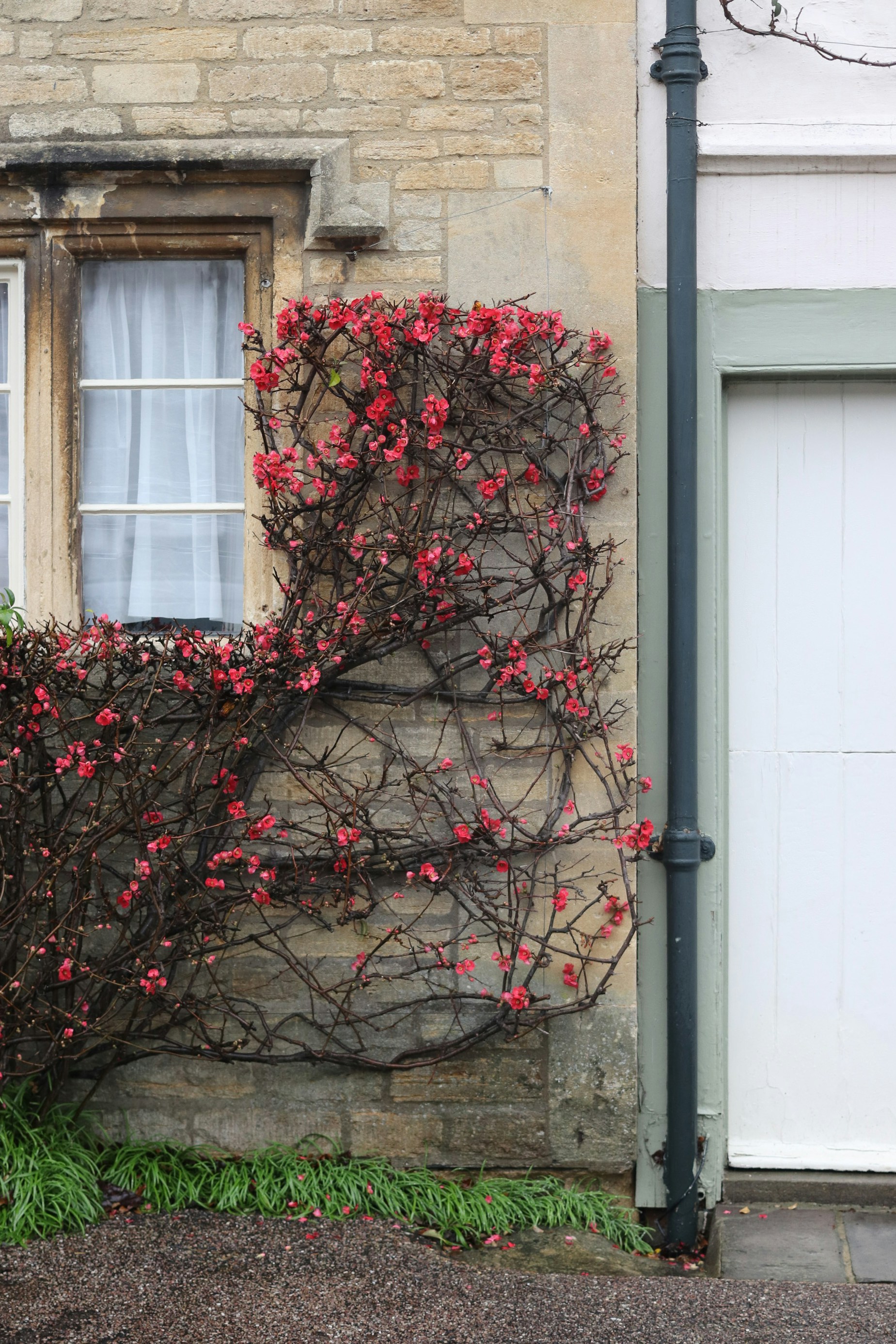 Red blossoms climbing a stone facade beside a white door