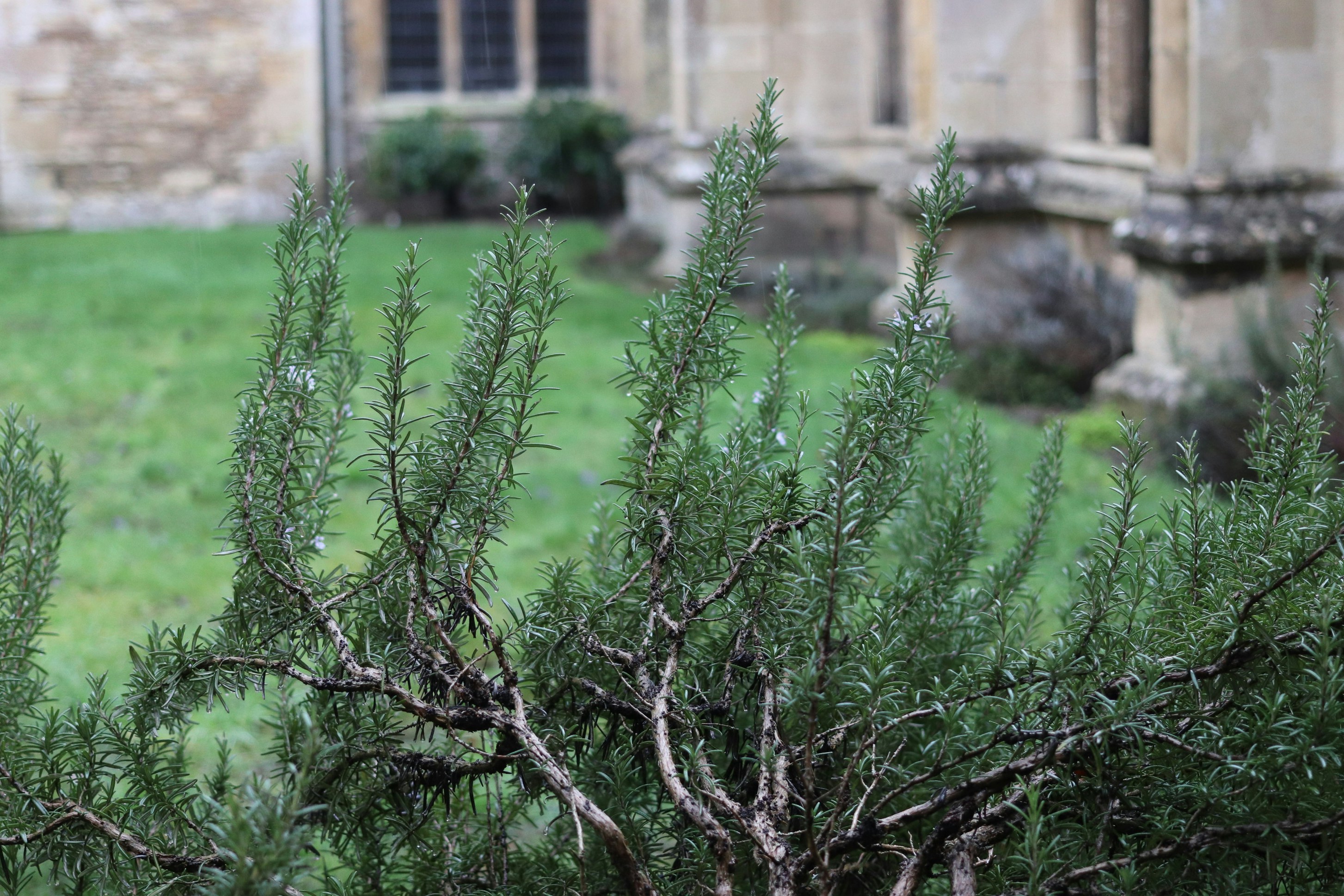 Close-up of a gnarled rosemary shrub with a historic stone building in the blurred background