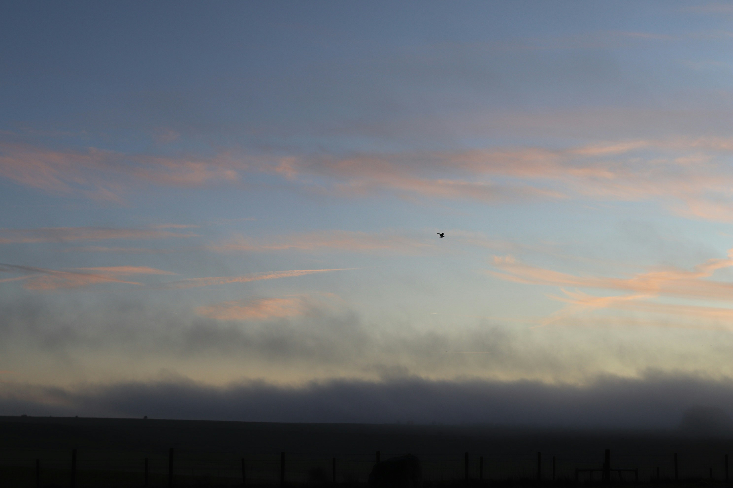 Dawn Over Quiet Horizon with a Lone Bird