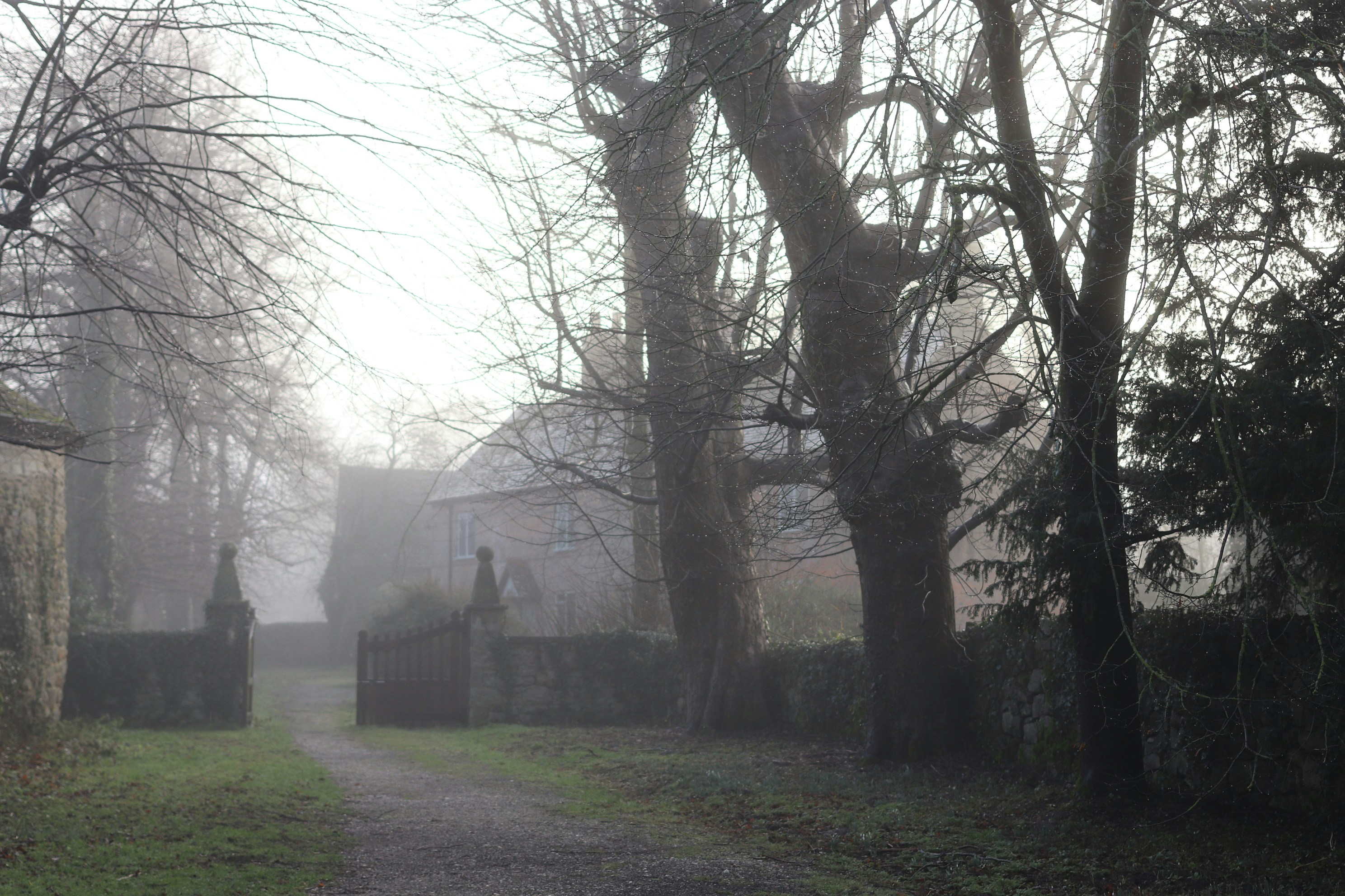 Mist-Laced Avenue: Quiet Grounds Beneath Wrapping Branches