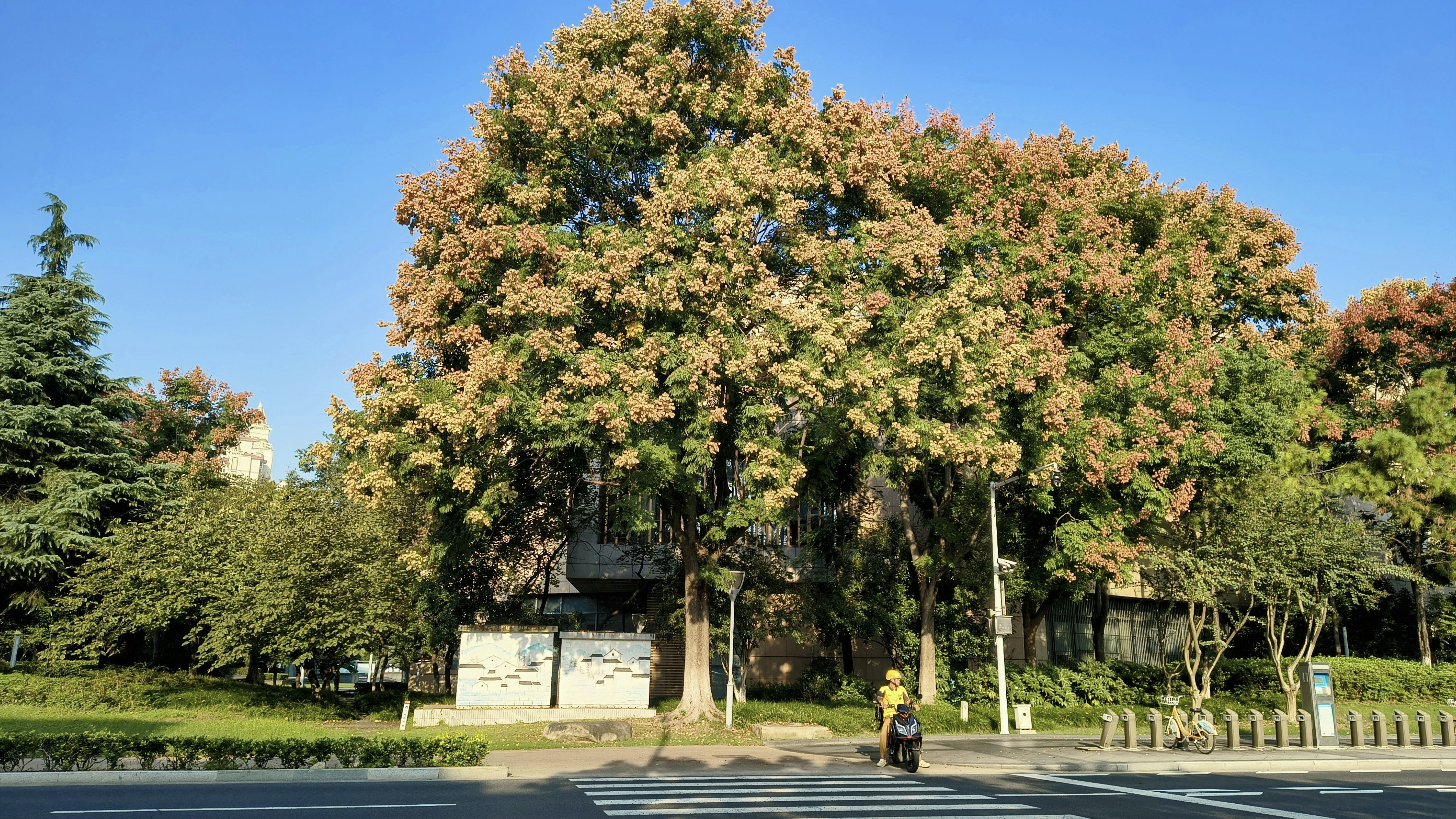 Large tree with pink blossoms in a park