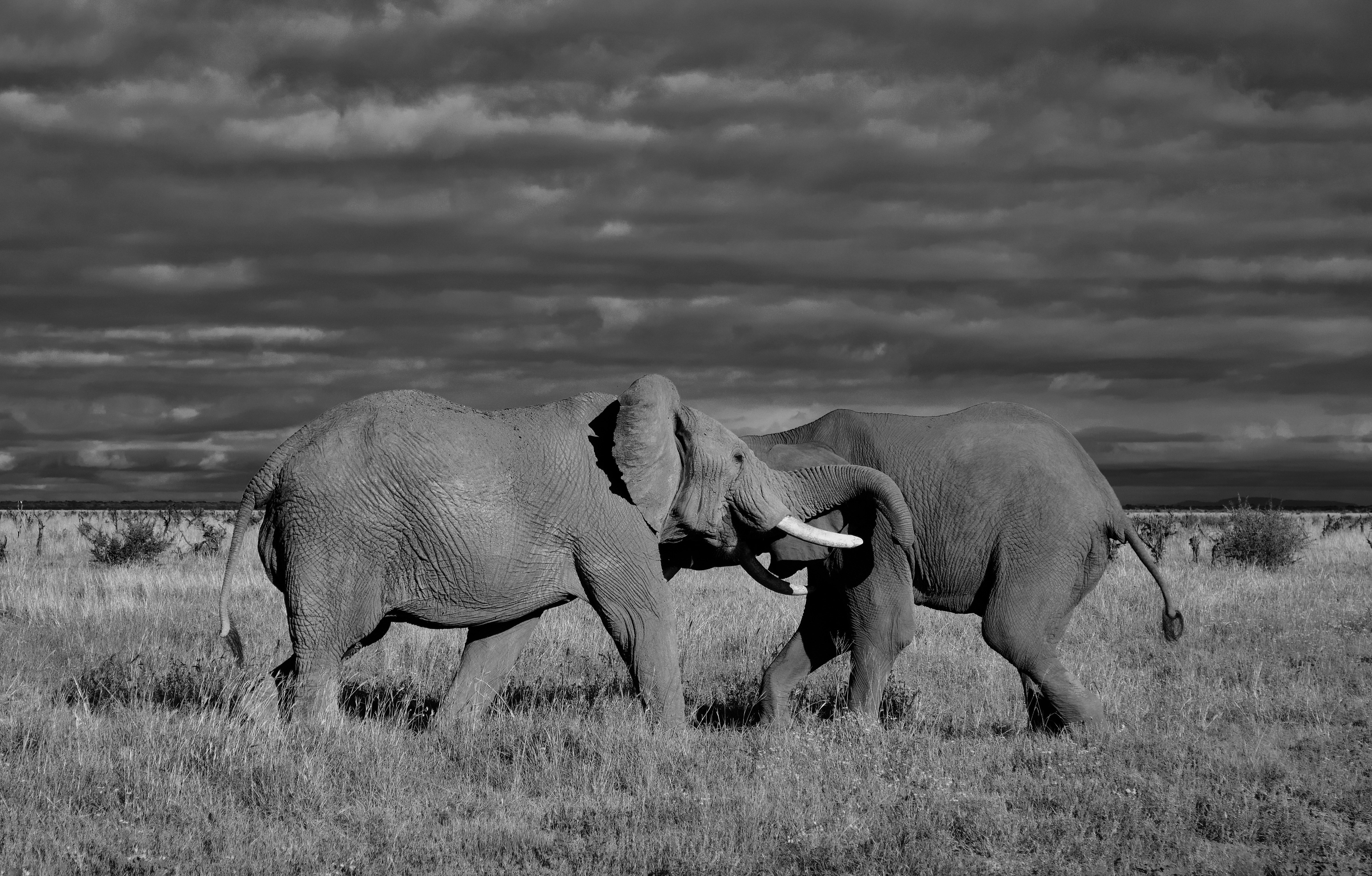 Mated Elephants in Quiet Serengeti-Like Grassland