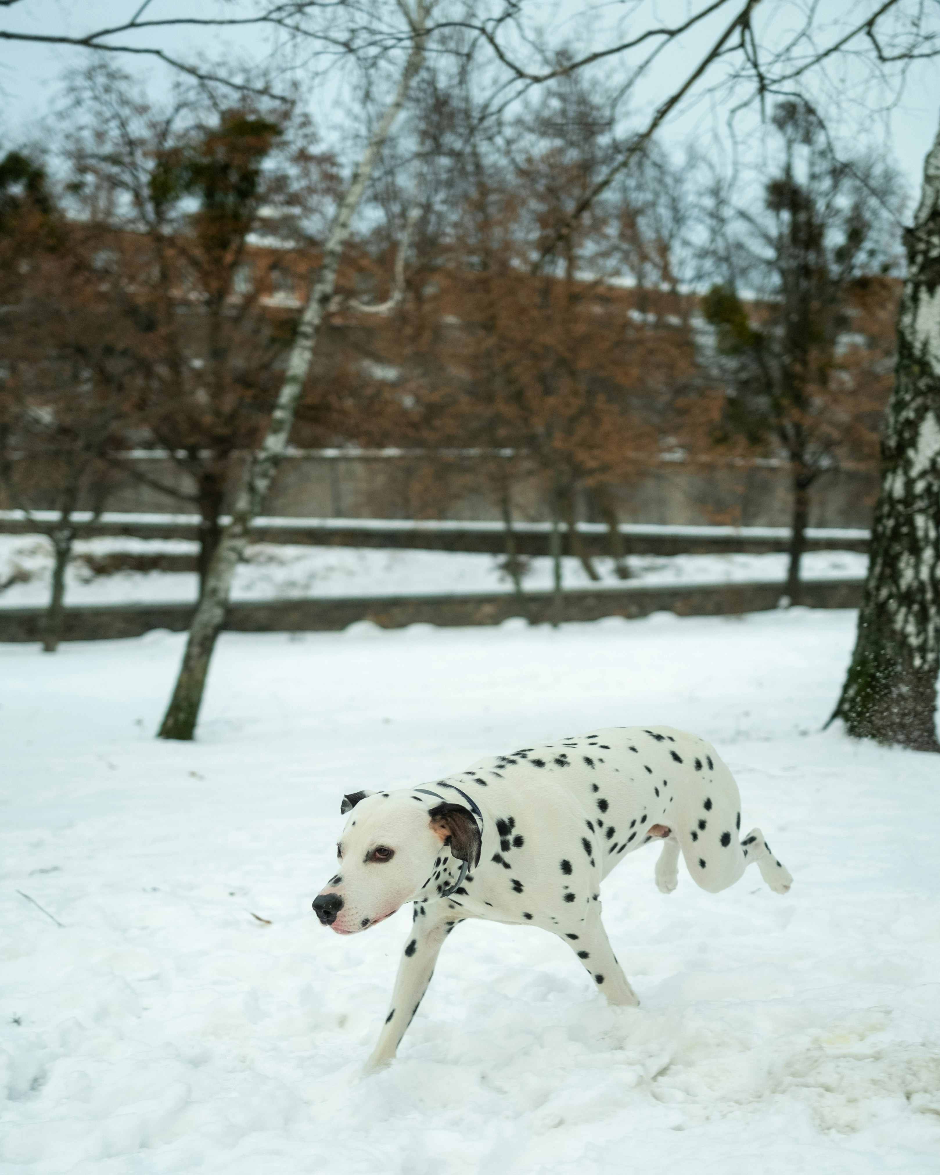 Snowbound Dalmatian in a Quiet Park