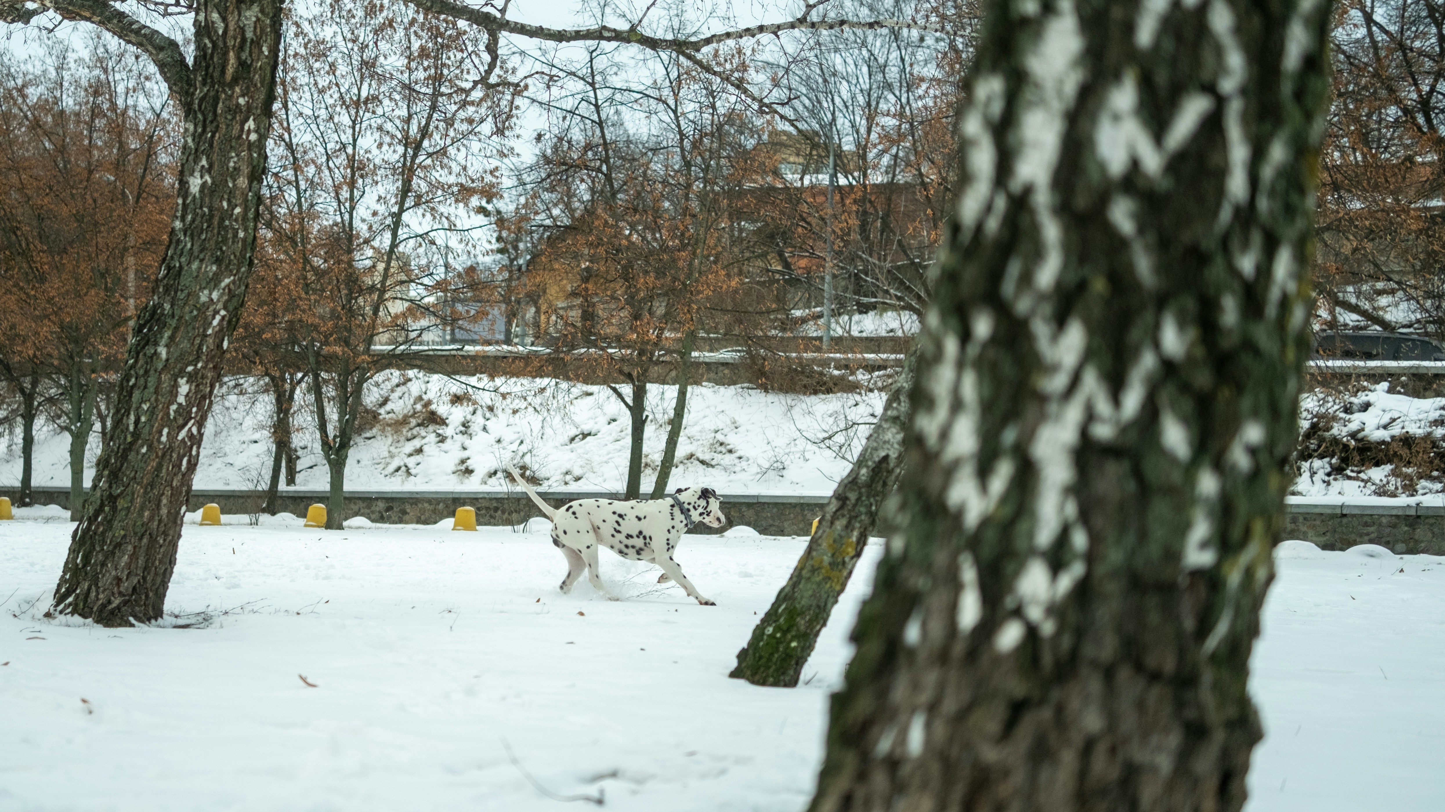Snow-Dusted Park Stroll: A Dappled Deer among Winter Branches