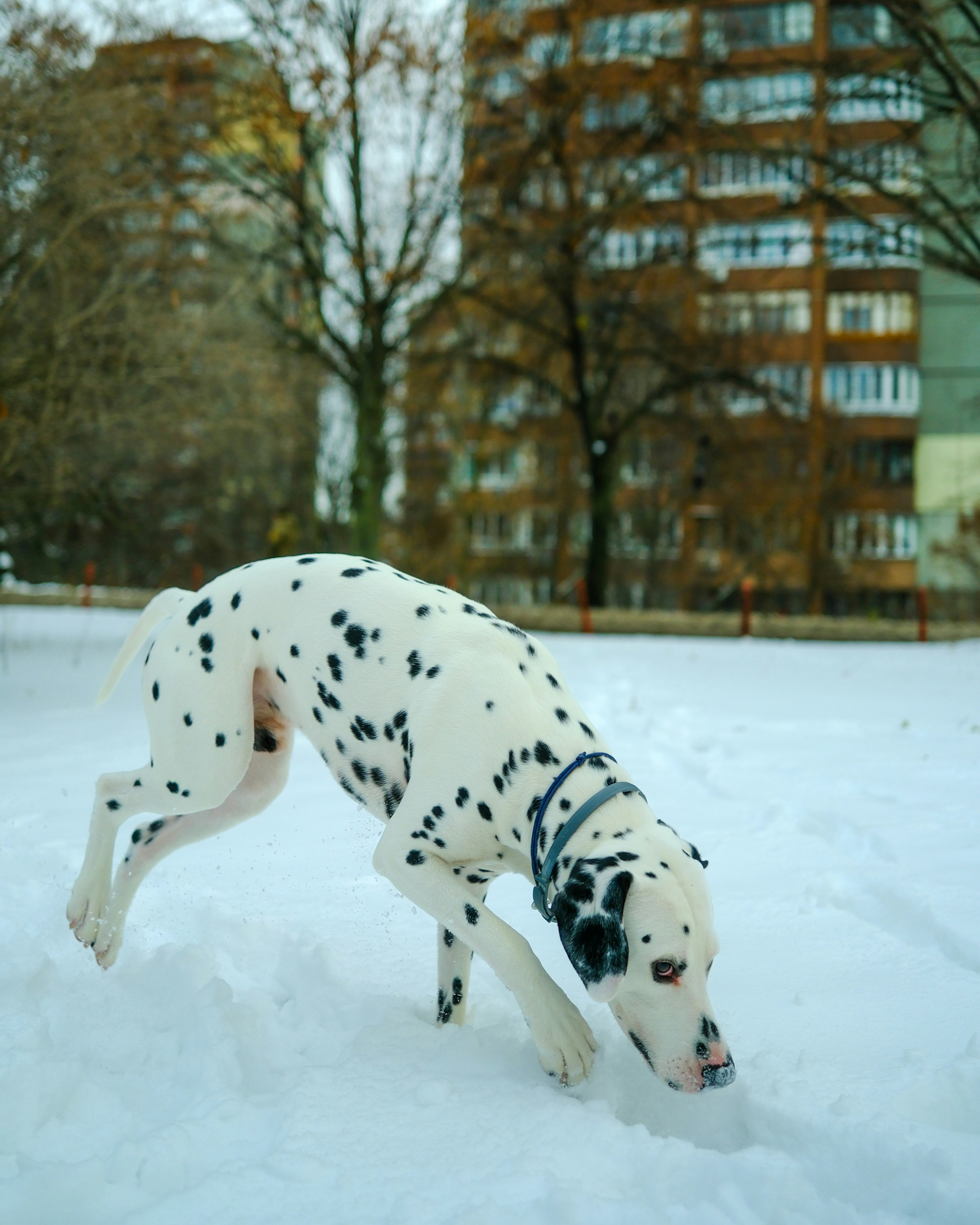 Snow-Tracked Dalmatian Nose-Dive