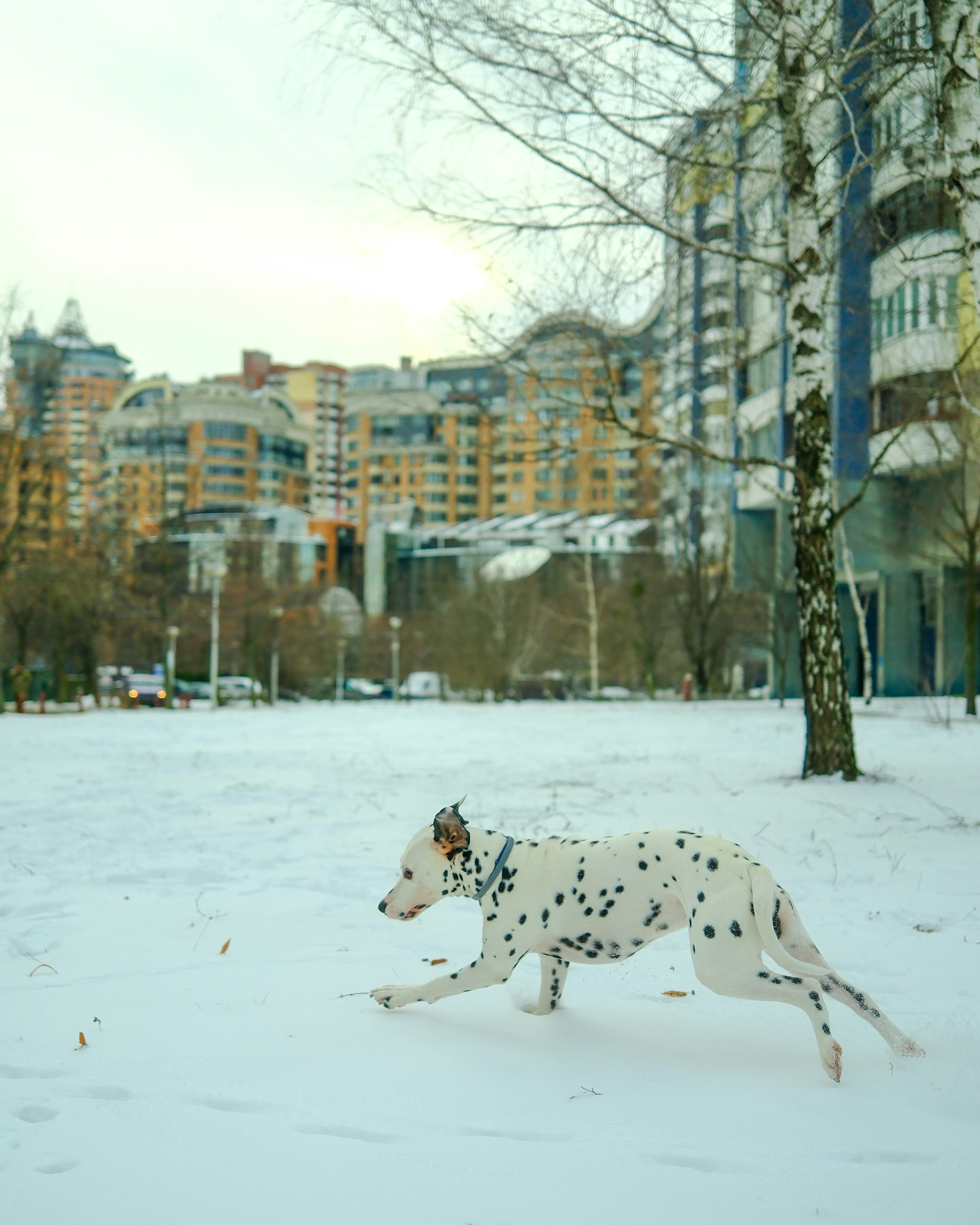 Dalmatian Dash Across a Snowy Campus