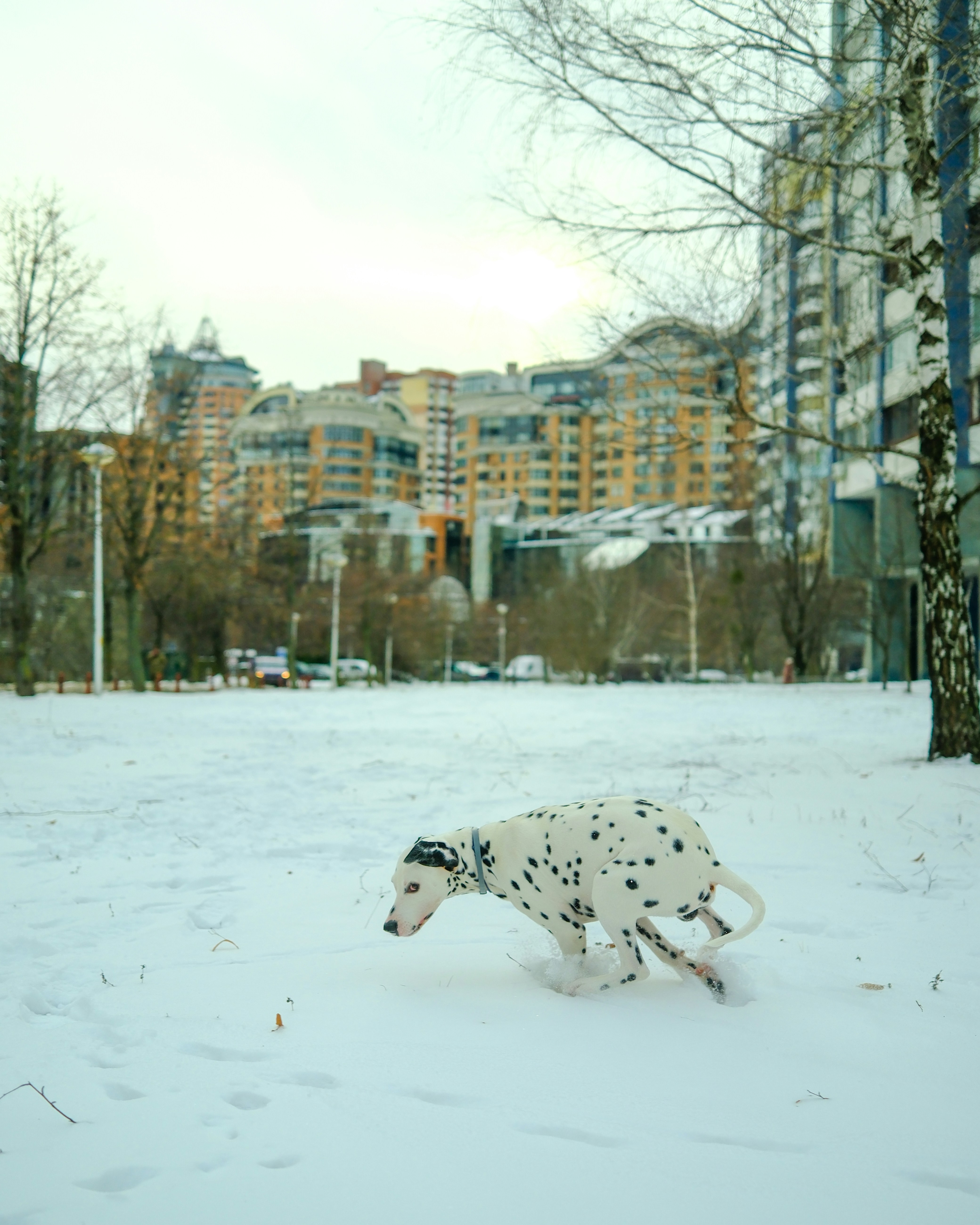 Dalmatian in a Snowy City Park Dash