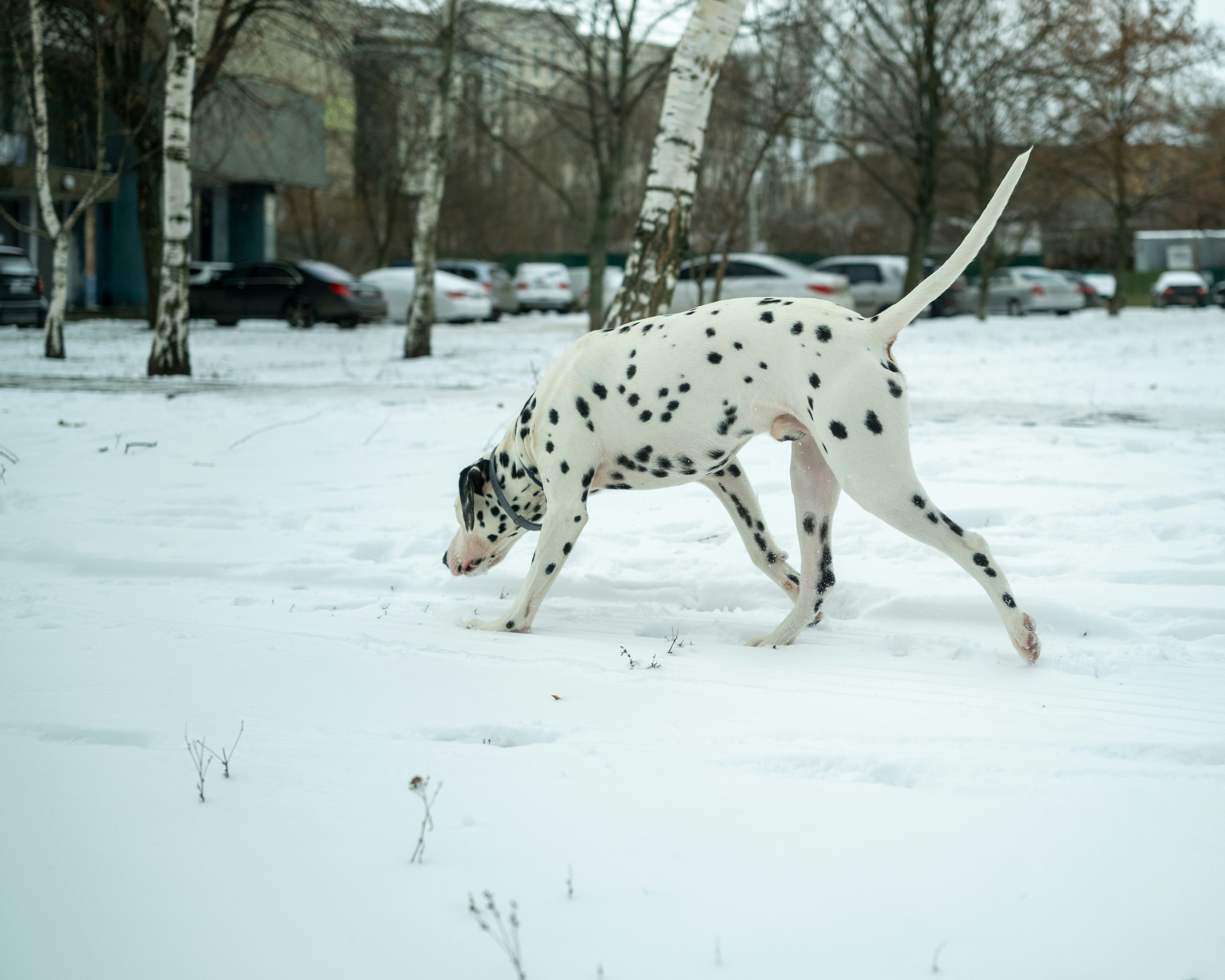 Dalmatian in fresh snowfall tracks a frozen patch under bare trees