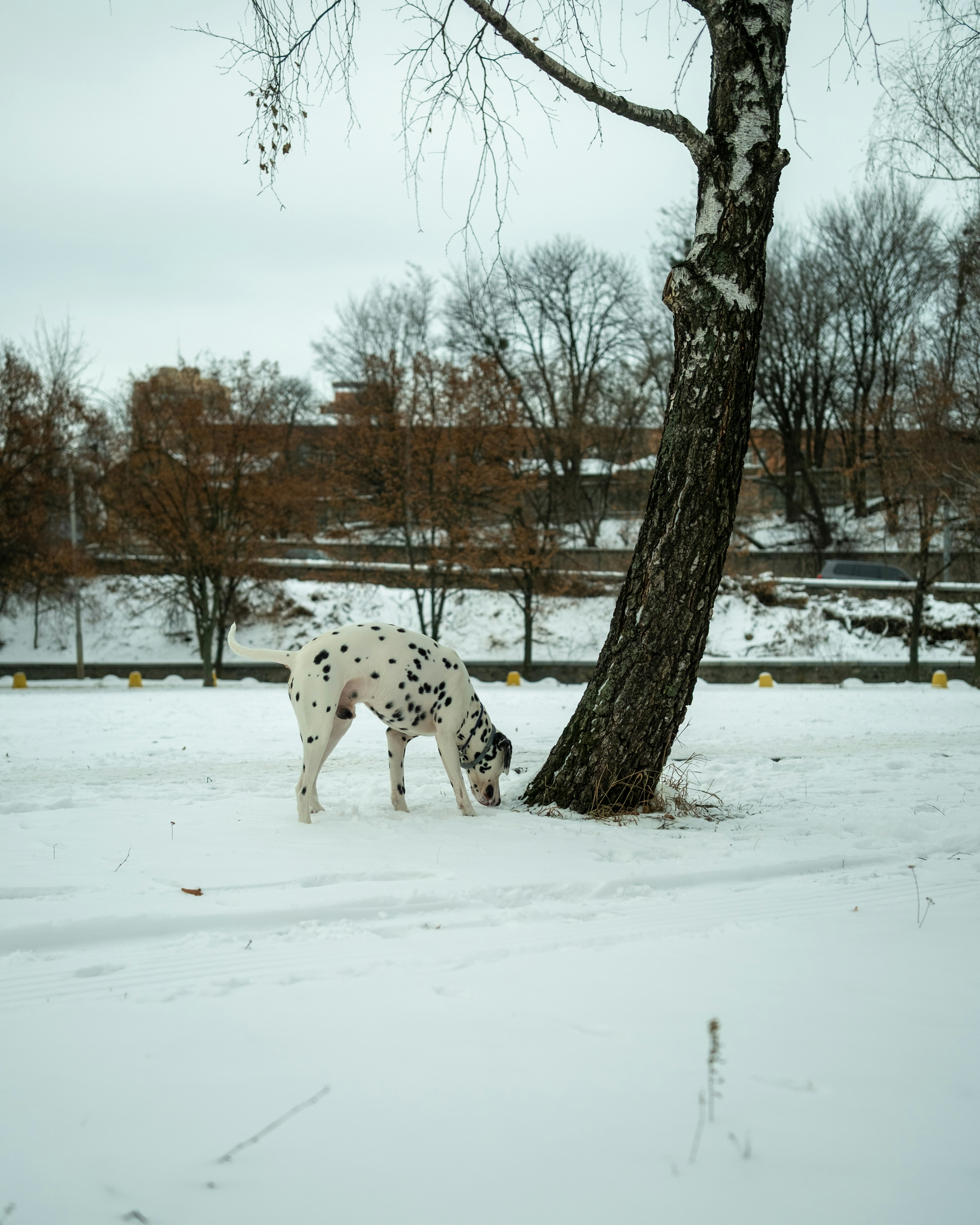 Dalmatian in Snow: Grazing by a Bent Tree