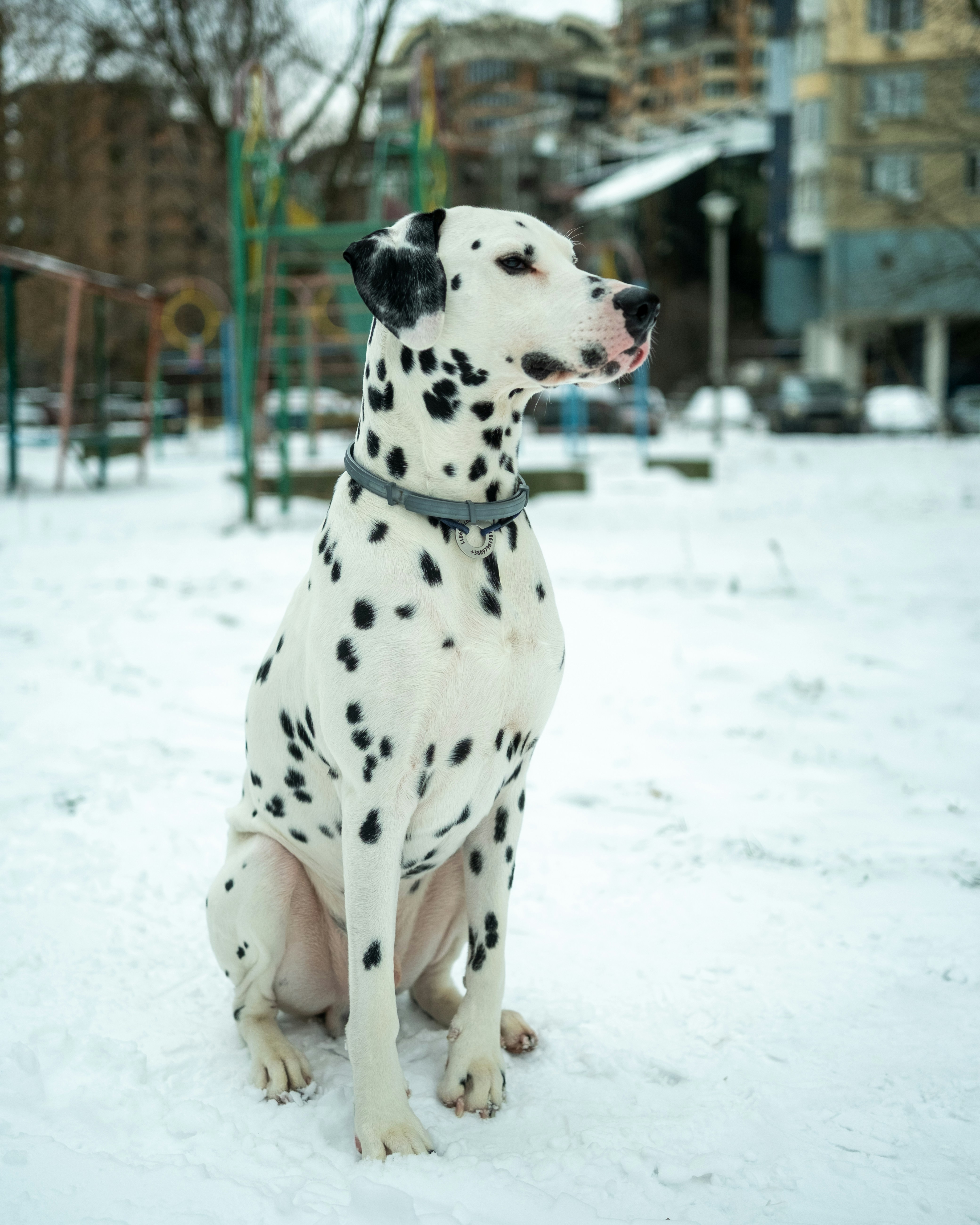  Dalmatian Watch: Snowy City Spotlight