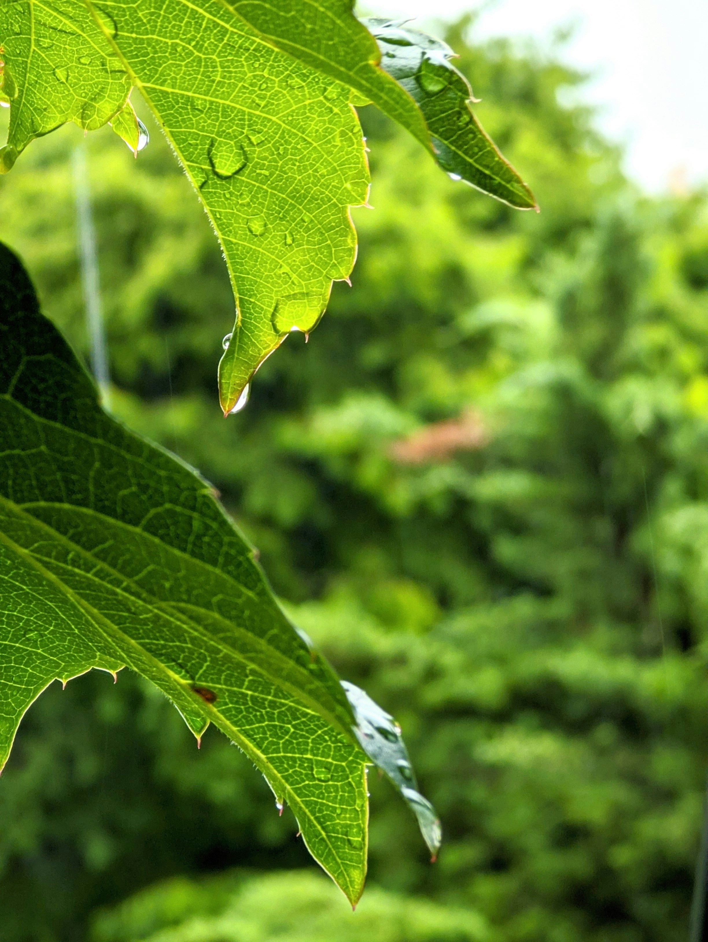 Green leaves with water droplets after rain