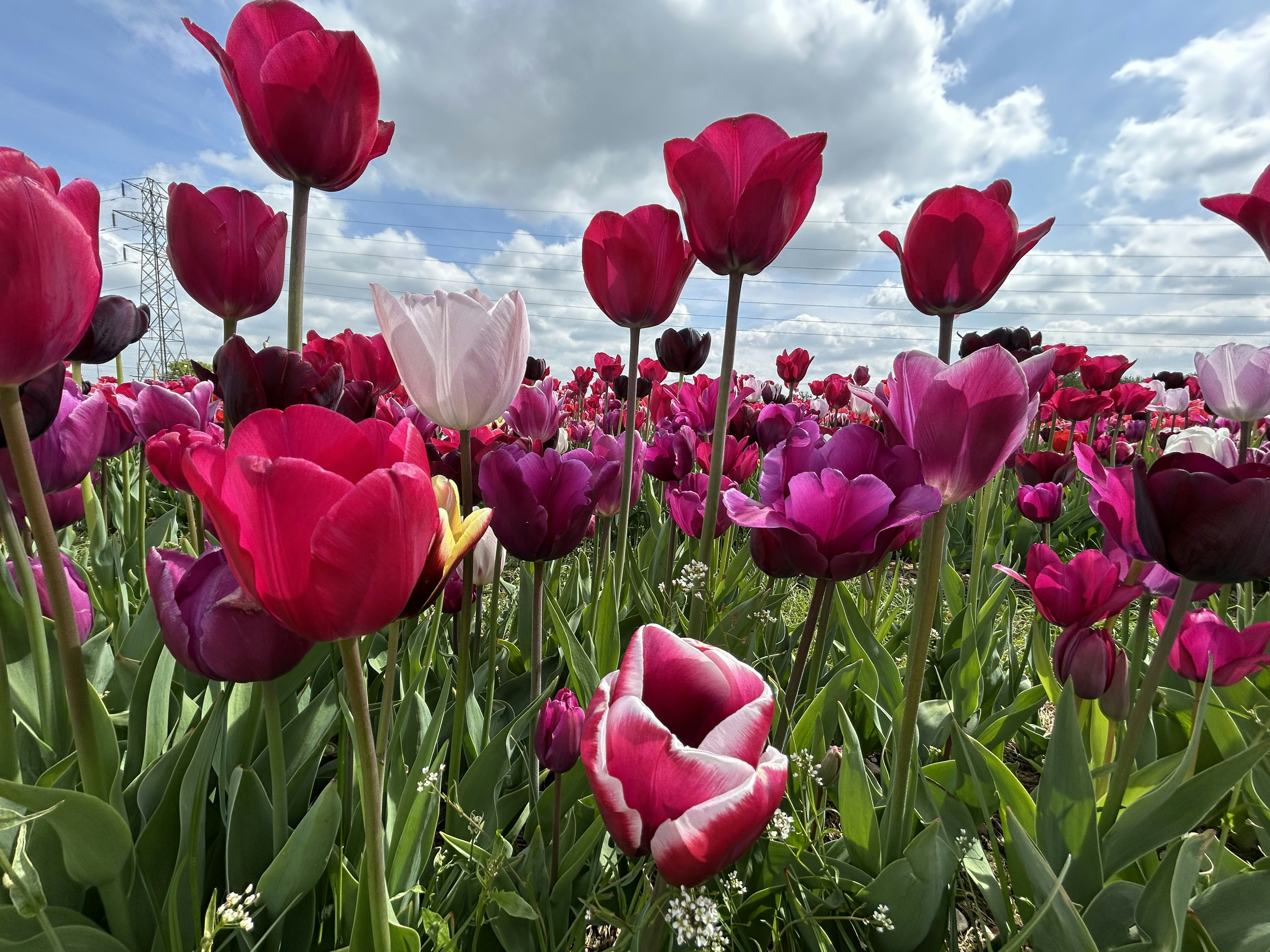 Tulip Sea Under a Sky of Puffs