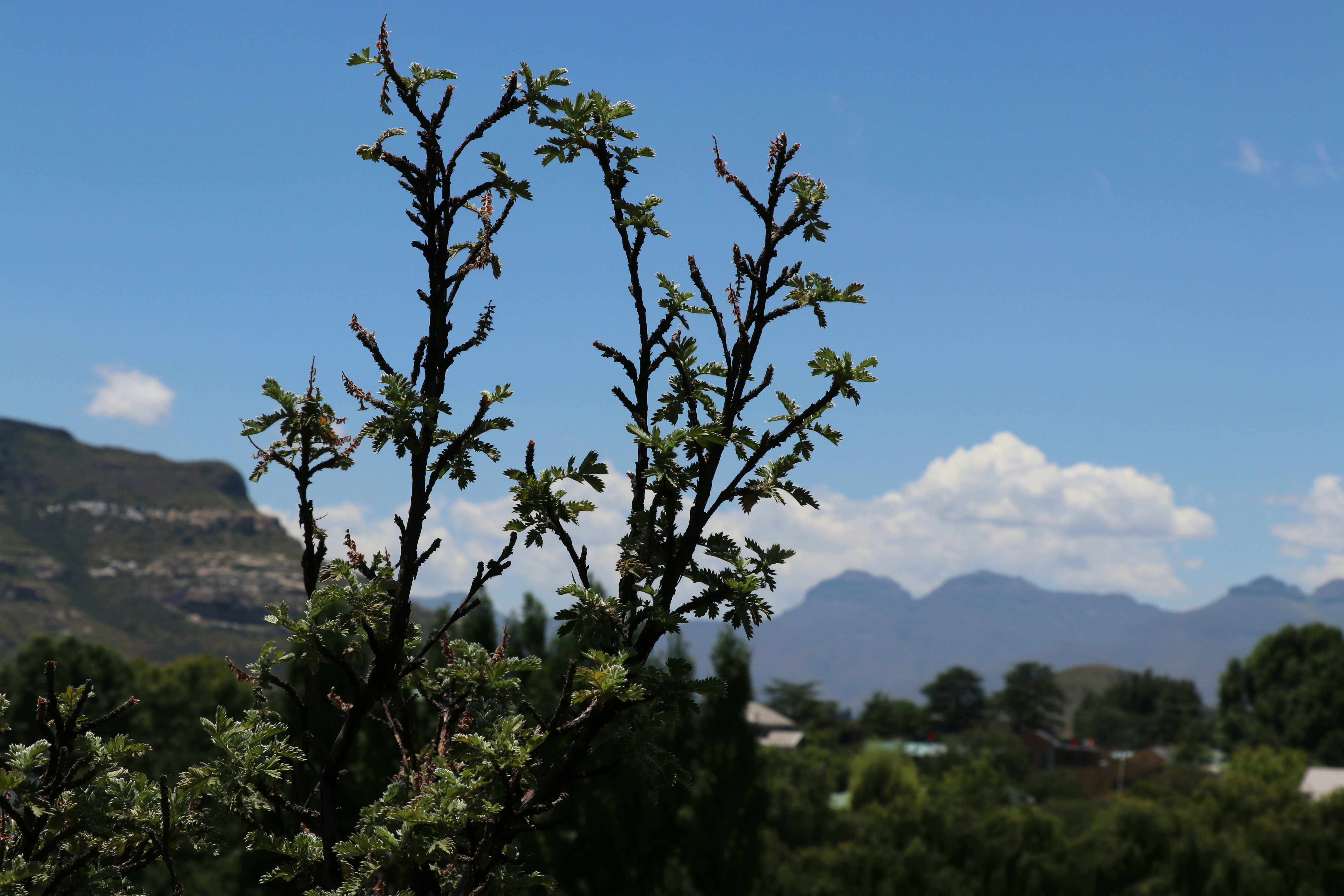 Arboreal Spikes Against a Mountain Backdrop