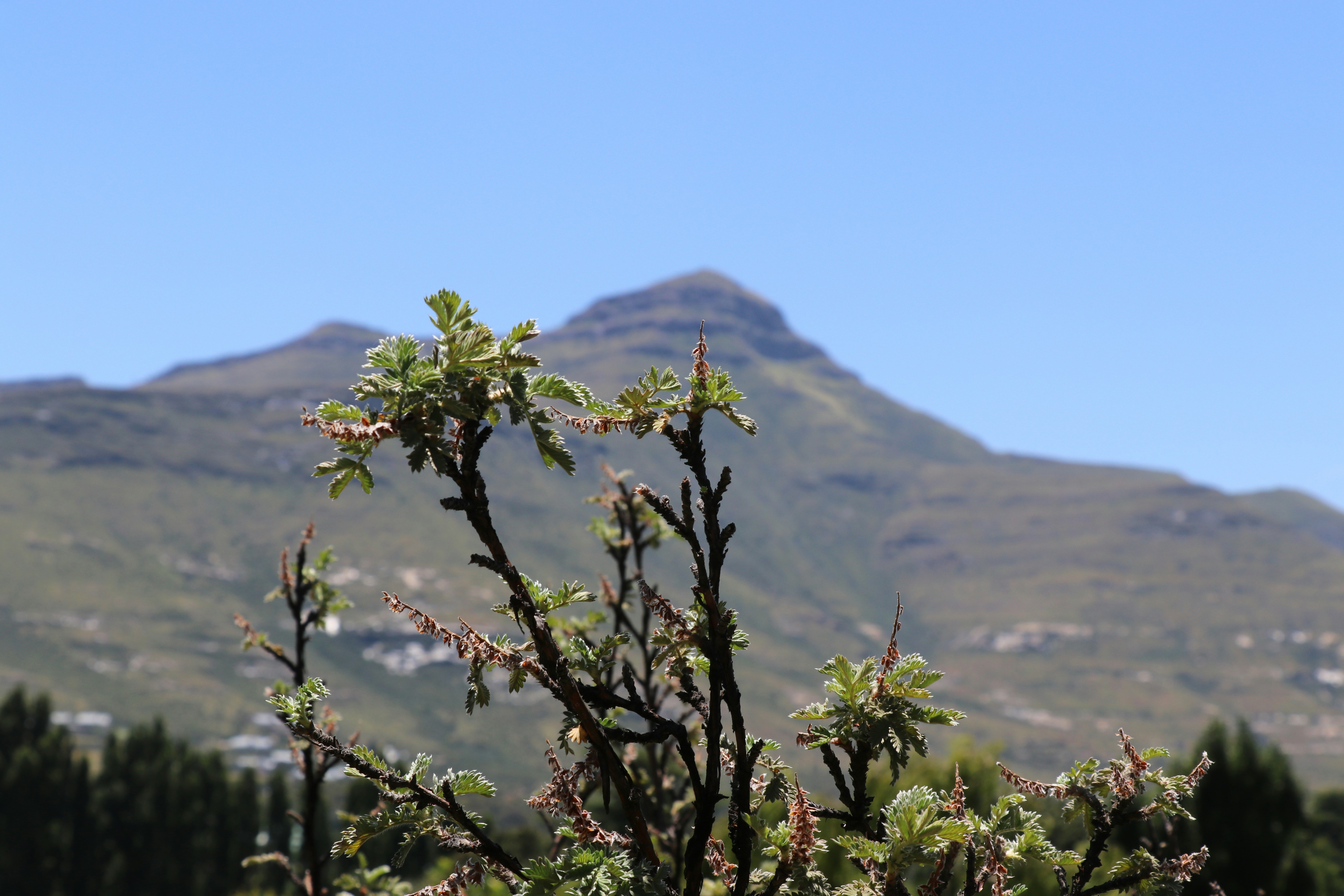 Rising Sprigs: A Sharp Focus on Spring Buds Against a Mountain Veil