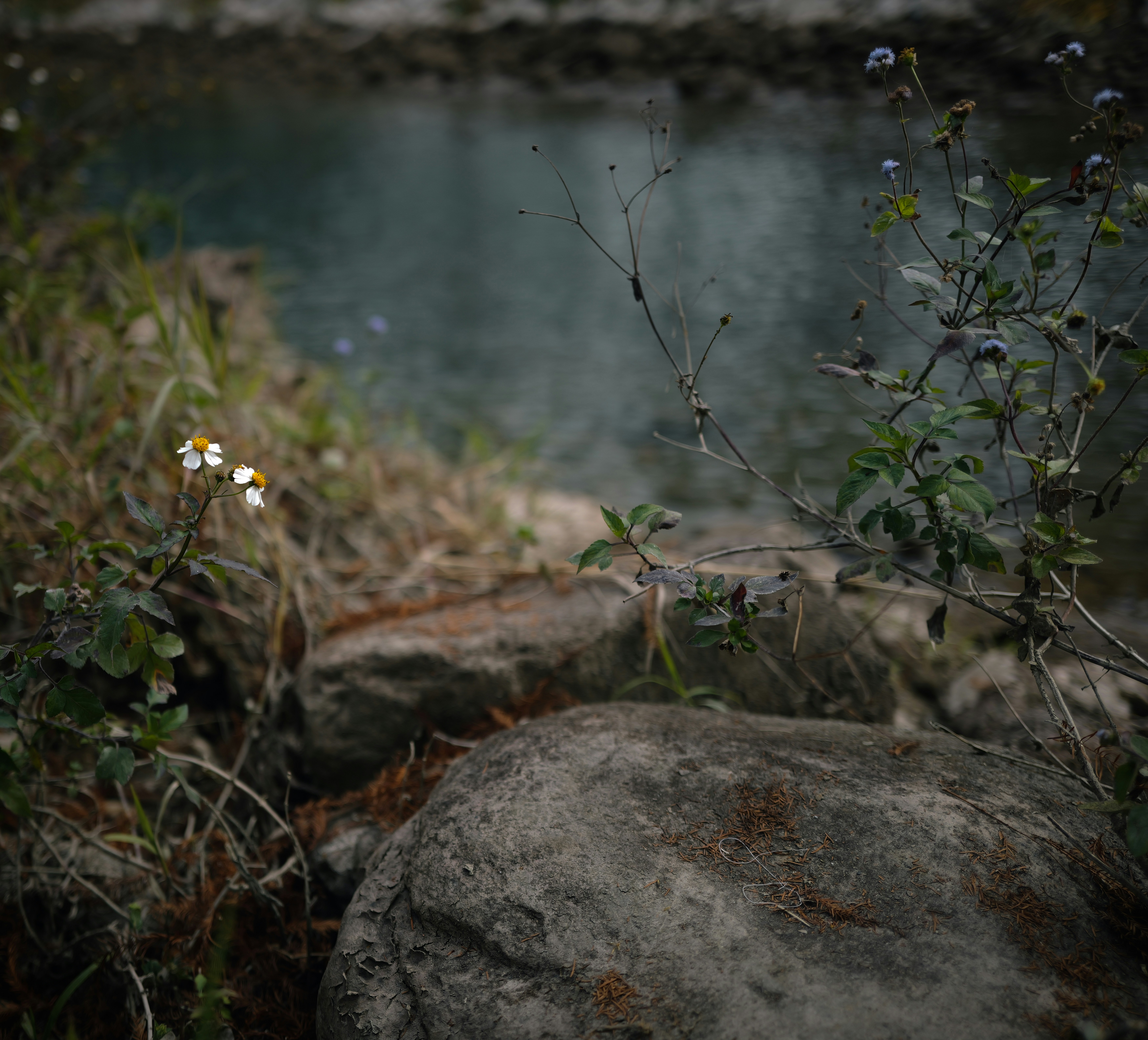 Quiet Stream in the Rocks: A Gentle Moment of Wildflowers