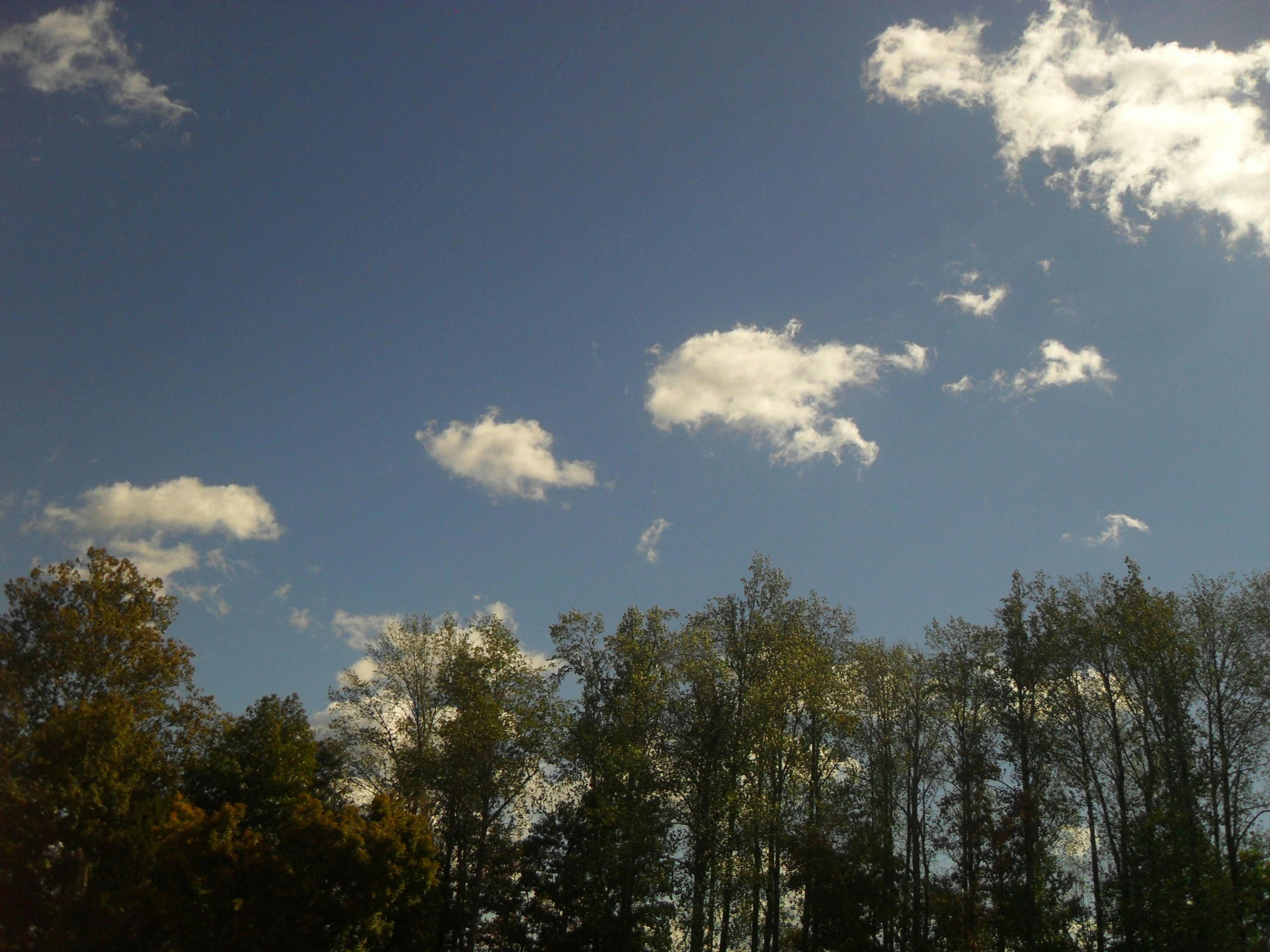 Trees against a bright blue sky with clouds