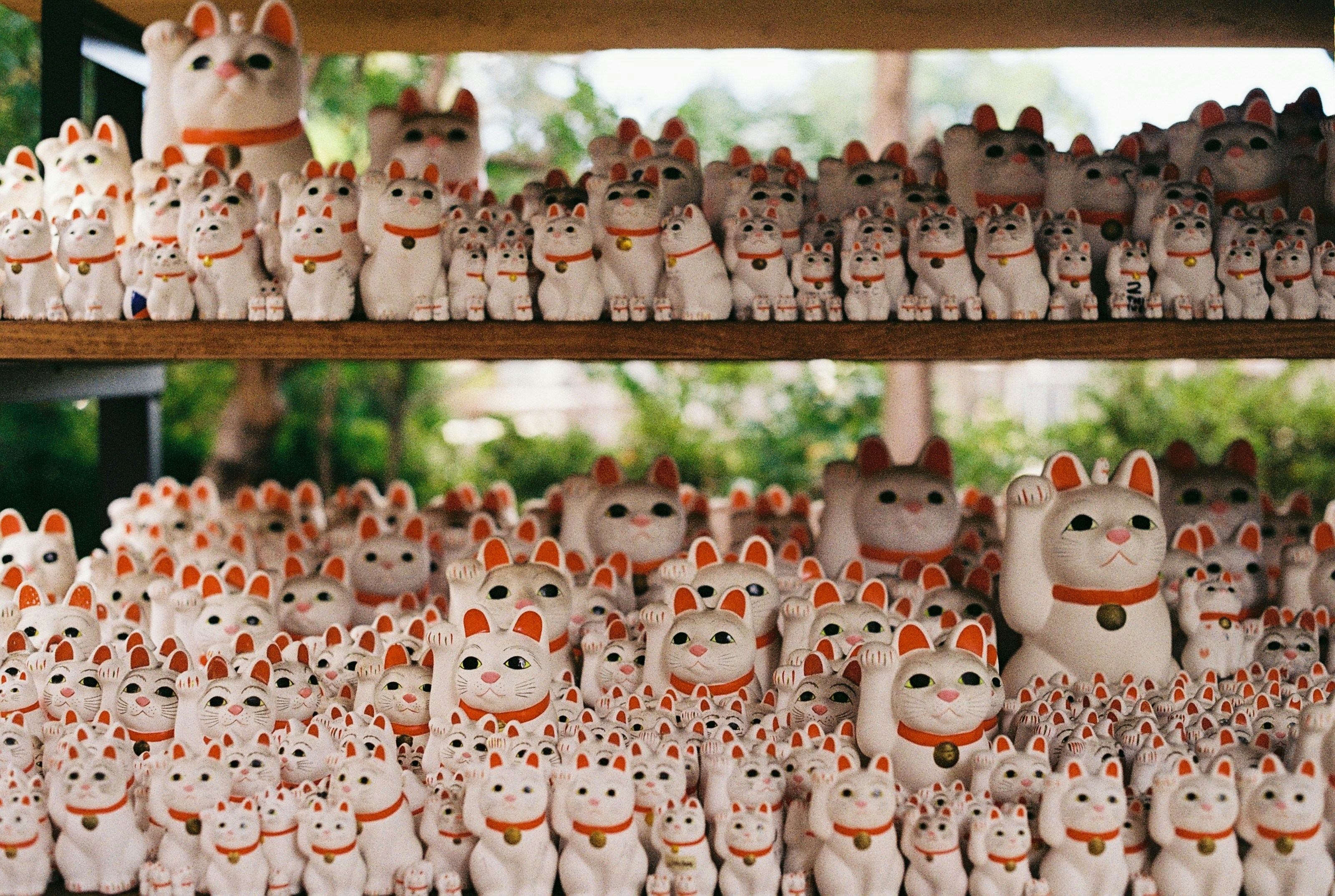 A Thousand Tiny White Cats: Maneki-Neko Shelf Share