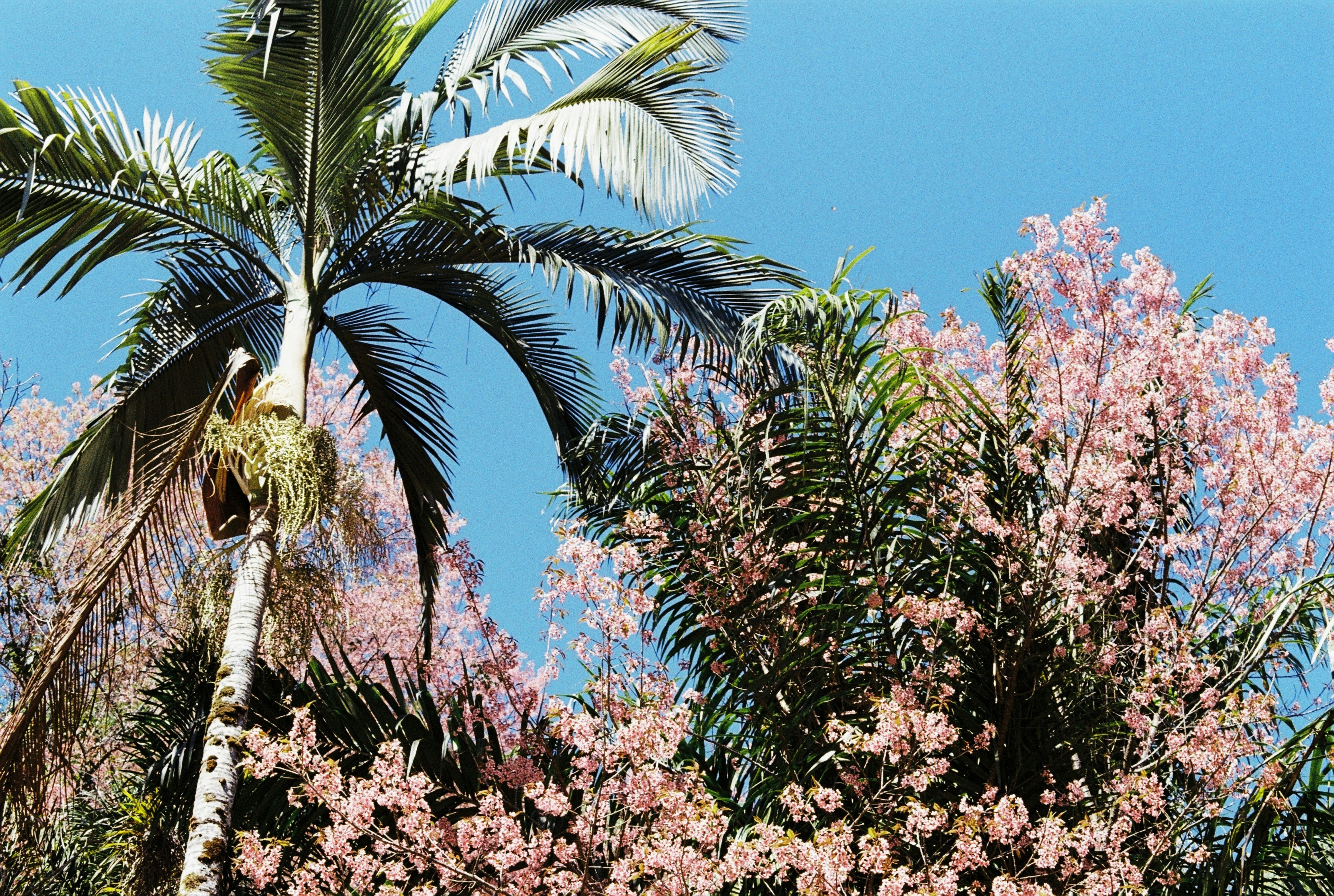 Sunlit Palm Choir: Pink Blossoms Against a Cerulean Sky