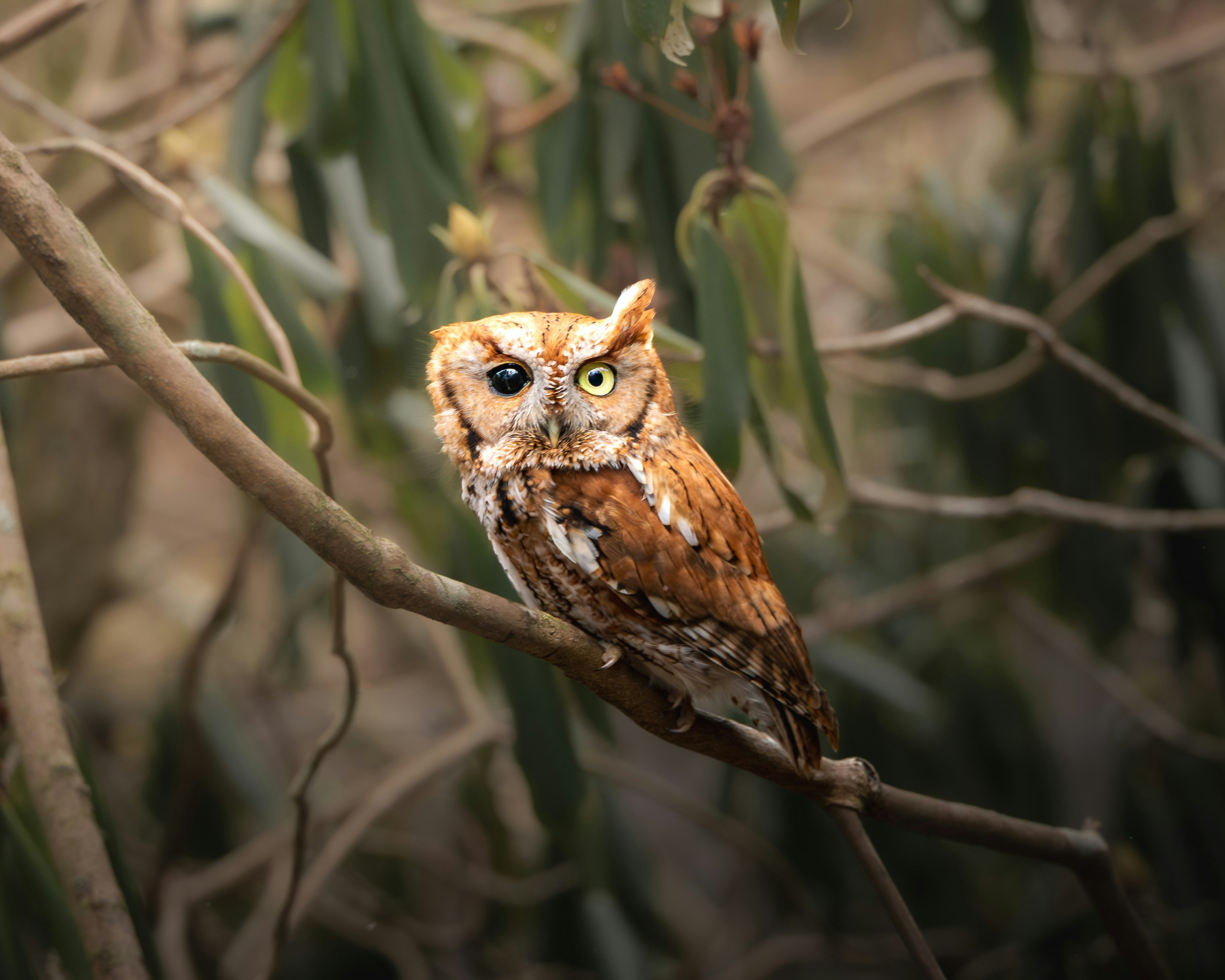 Forest Watch: A Focused Glimpse of a Burrowing Owl at Rest