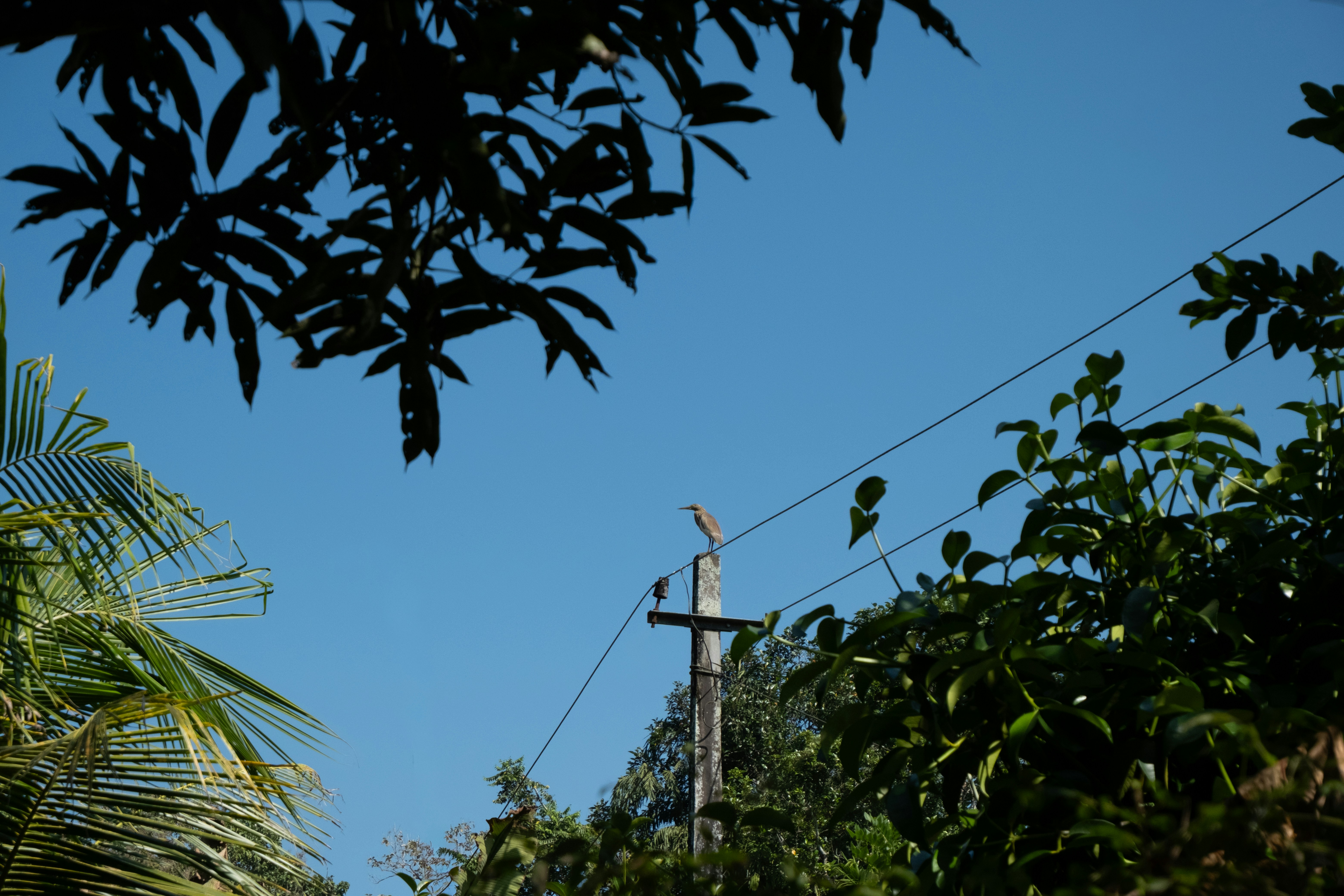 Celestial Blue: A Quiet Skyscape Above Verdant Canopy