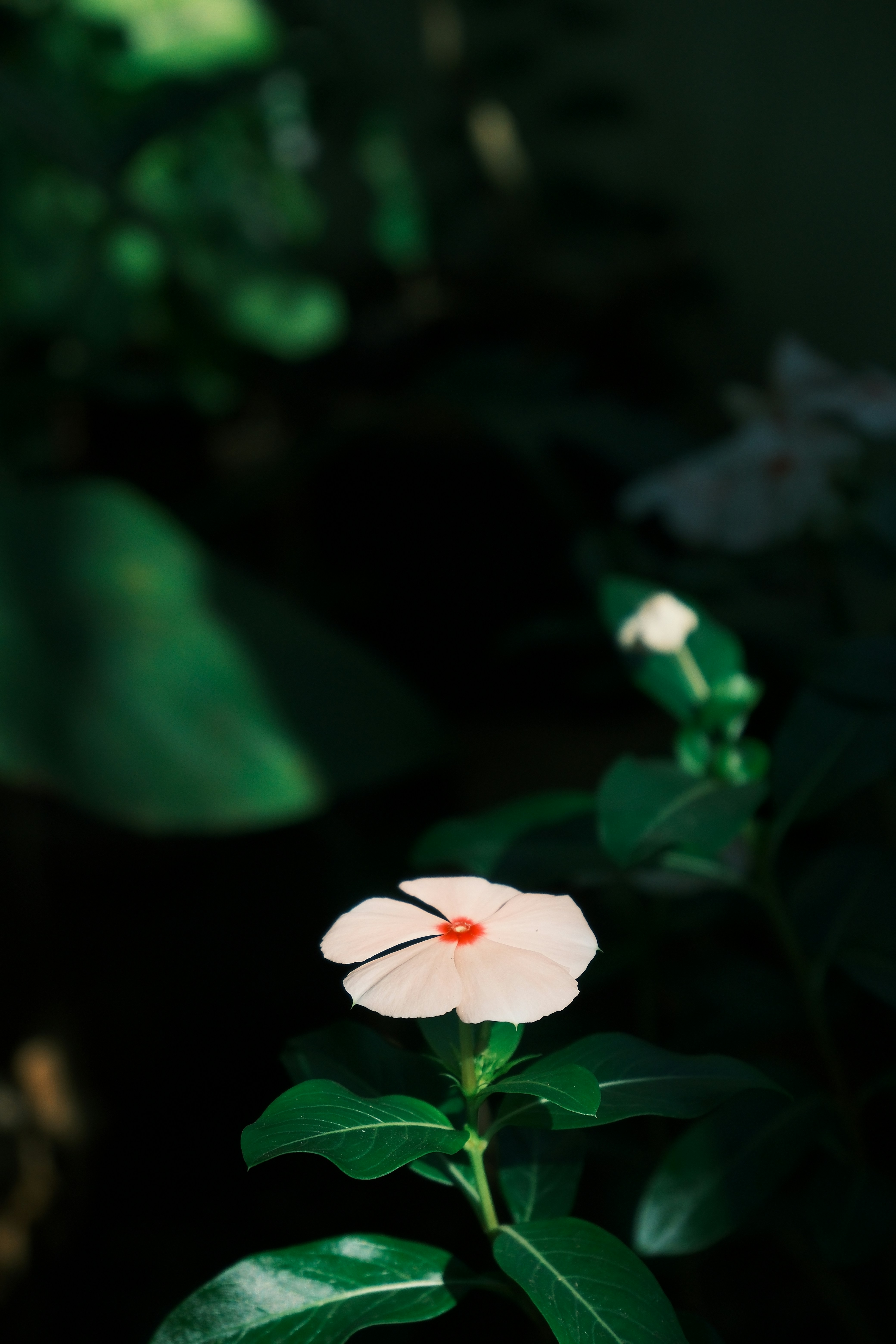 Soft Spotlight on a White Flower Amid Green Foliage