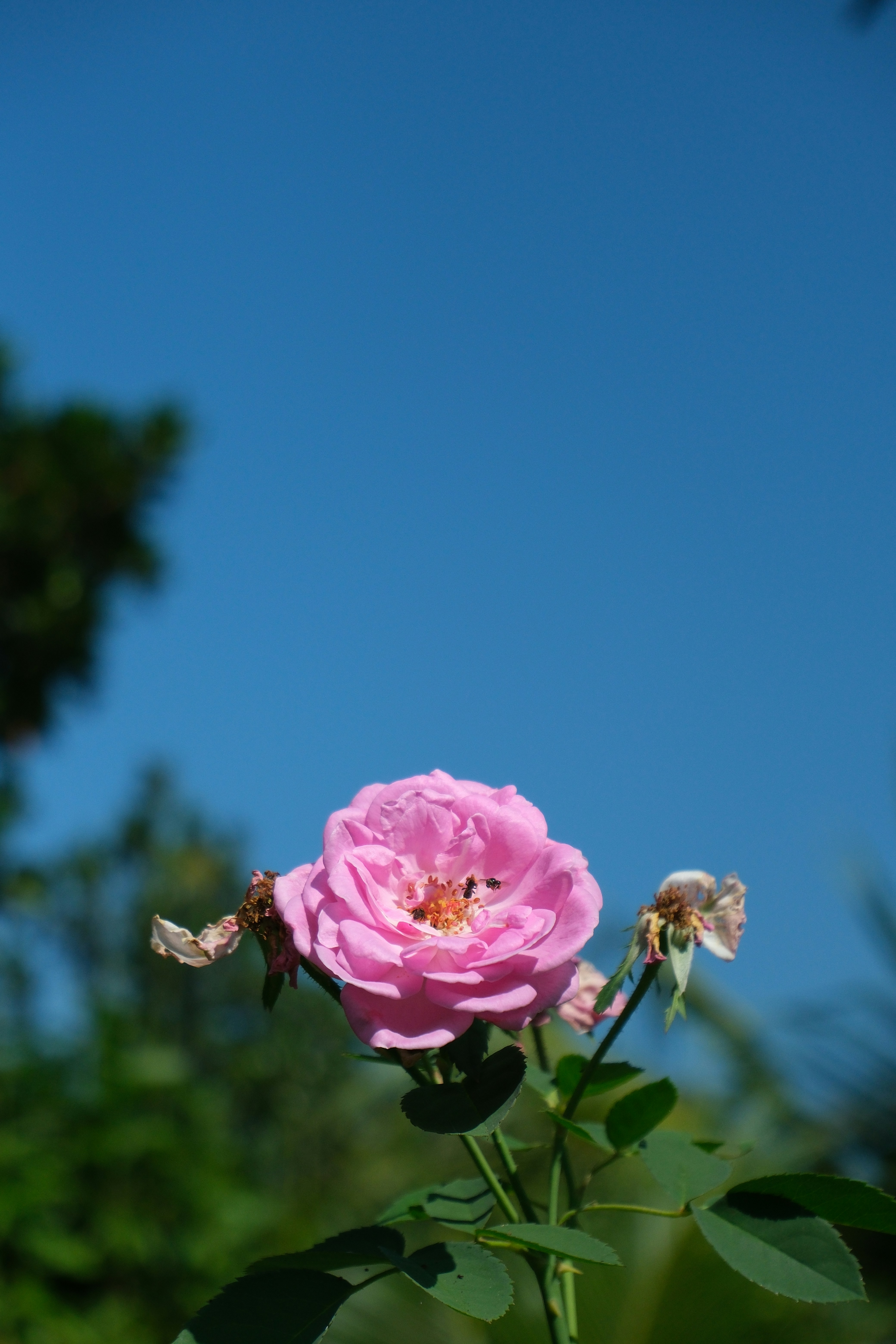 Pink Rose in Clear Sky Crowned by Summer Light