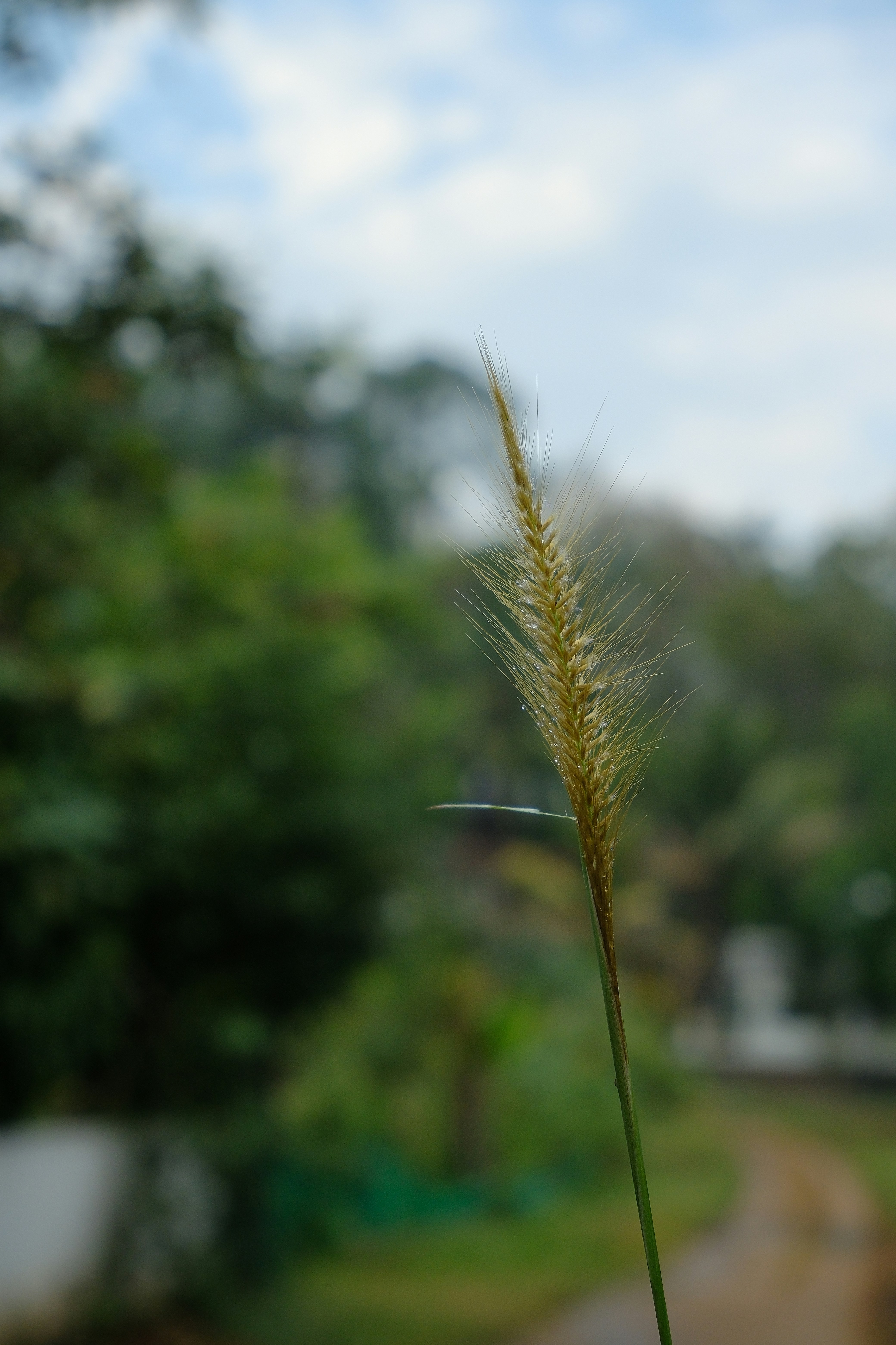 Golden Spike in Focus: A solitary grass head framed by a softened backdrop