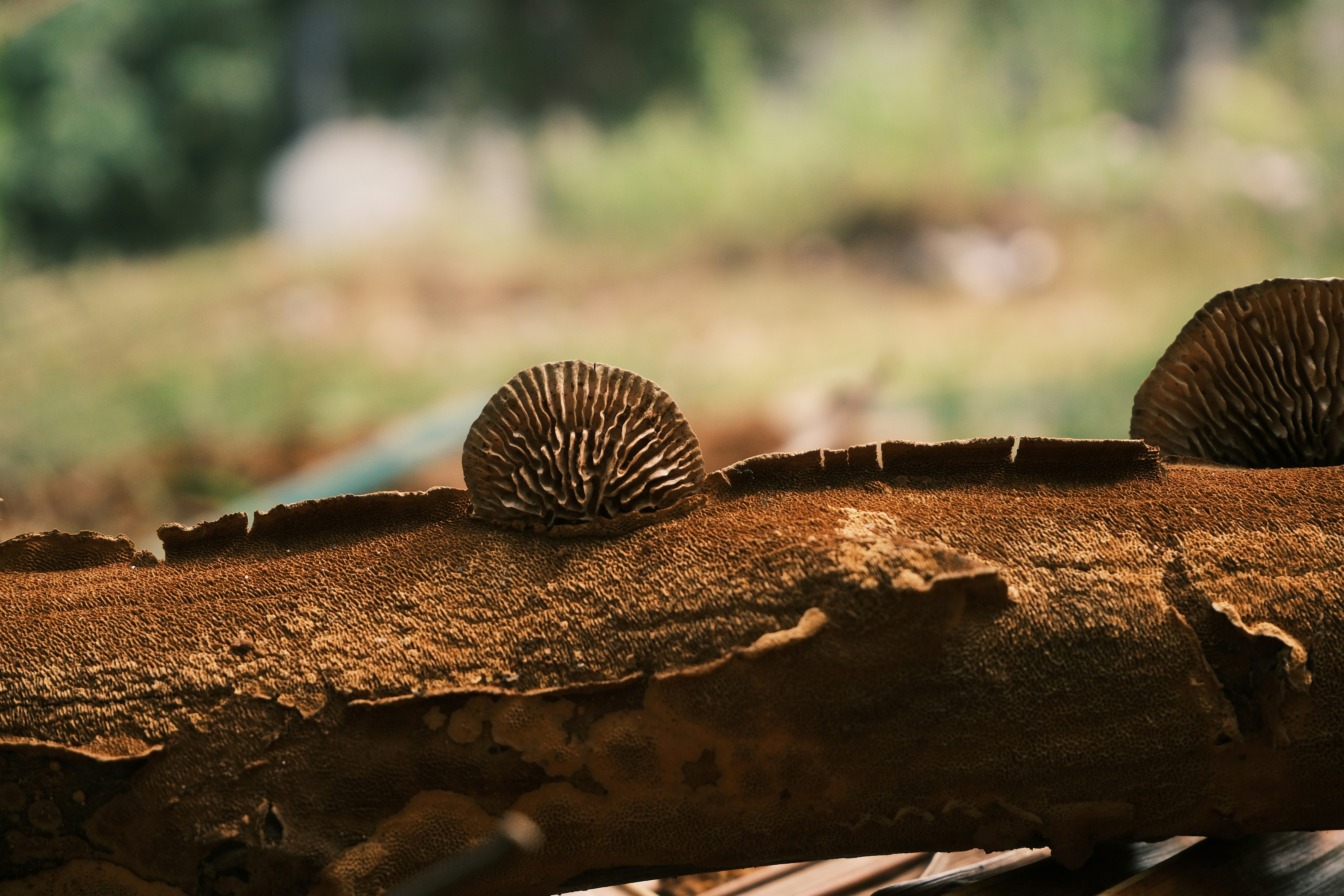 Fungus-rimmed slice: tiny shelf of shelf fungi on a mossy log
