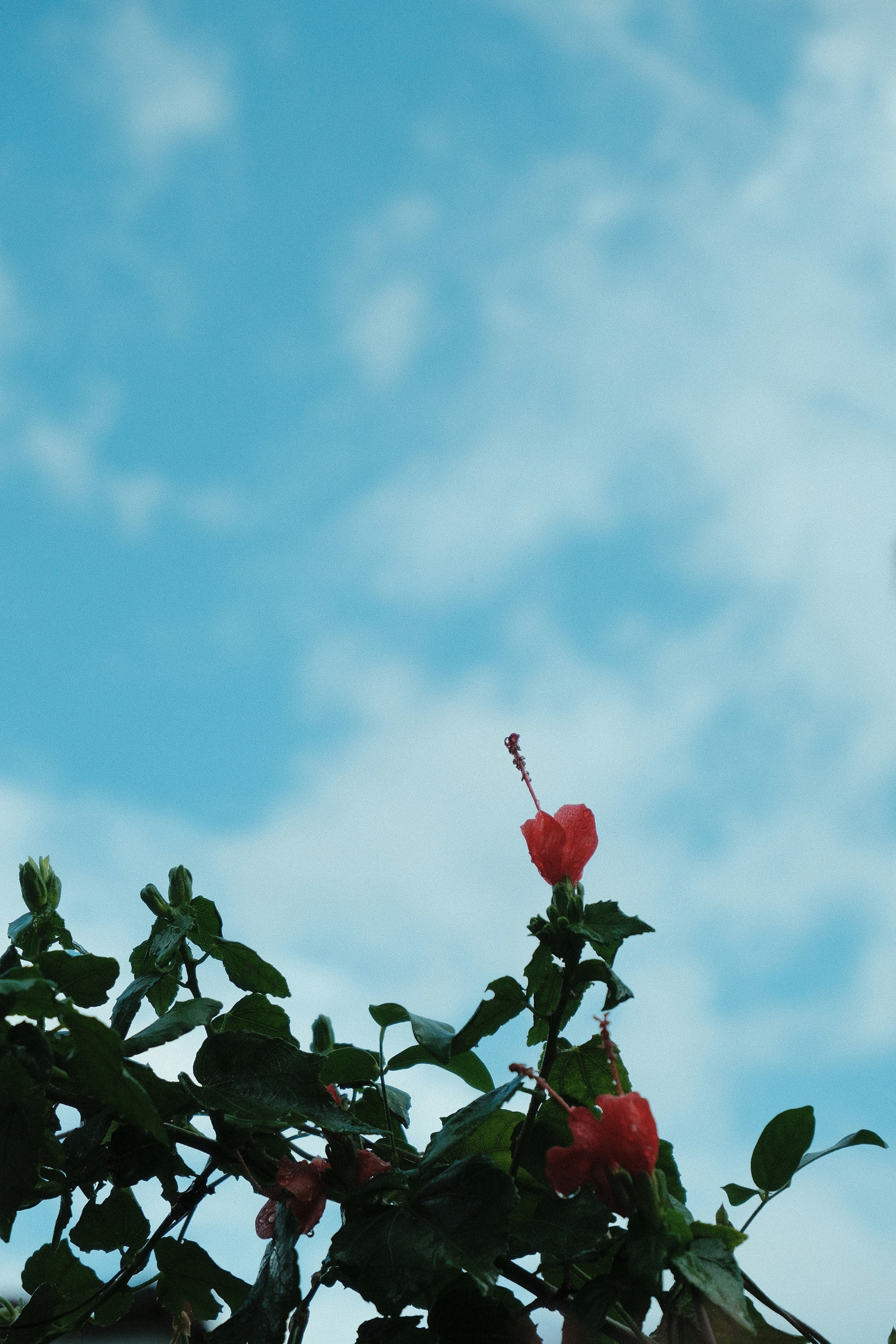 Red Hibiscus Petals Reaching Toward an Open Sky