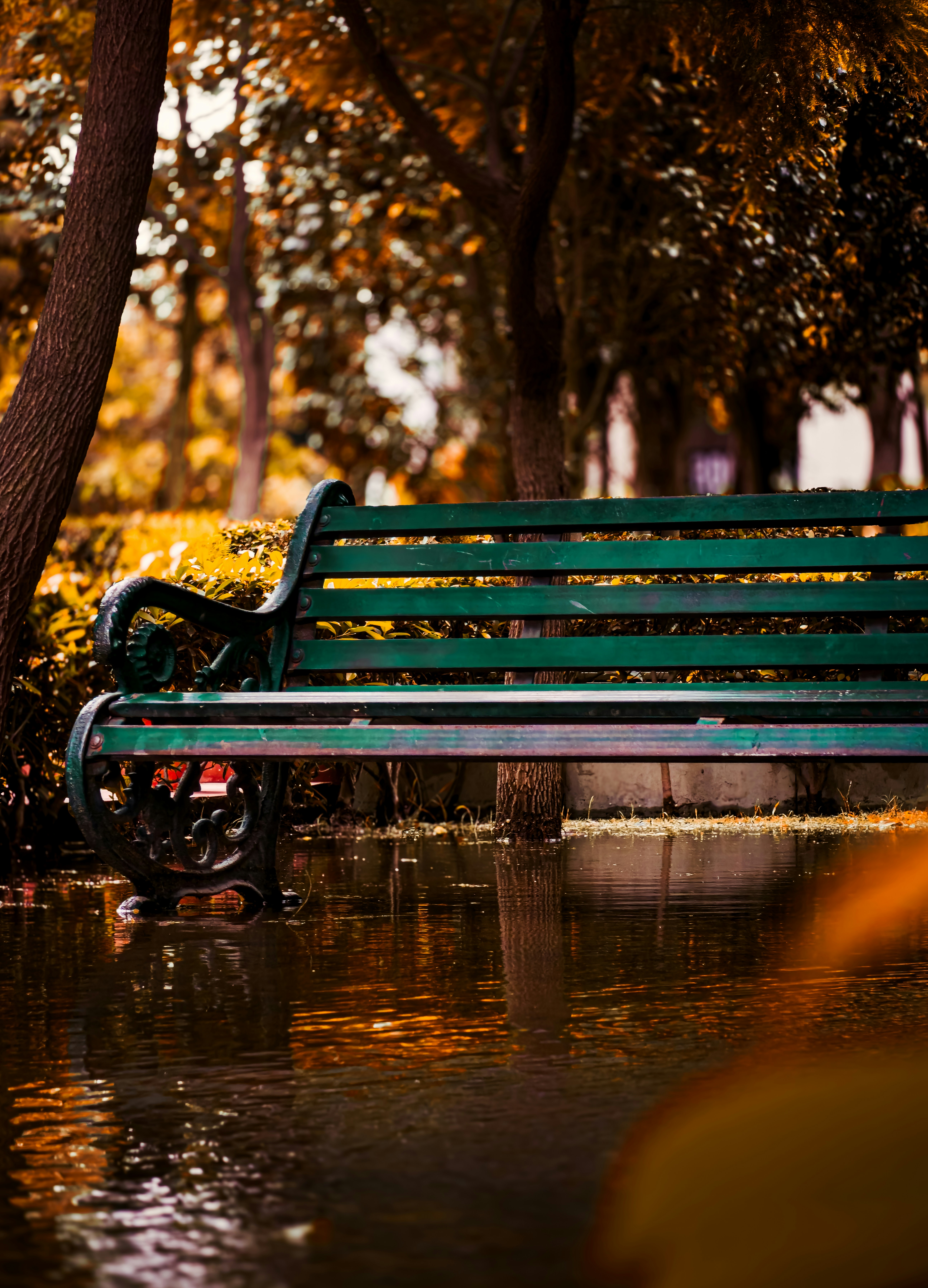 Autumn Quiet: A Rain-Kissed Park Bench in a City Glow