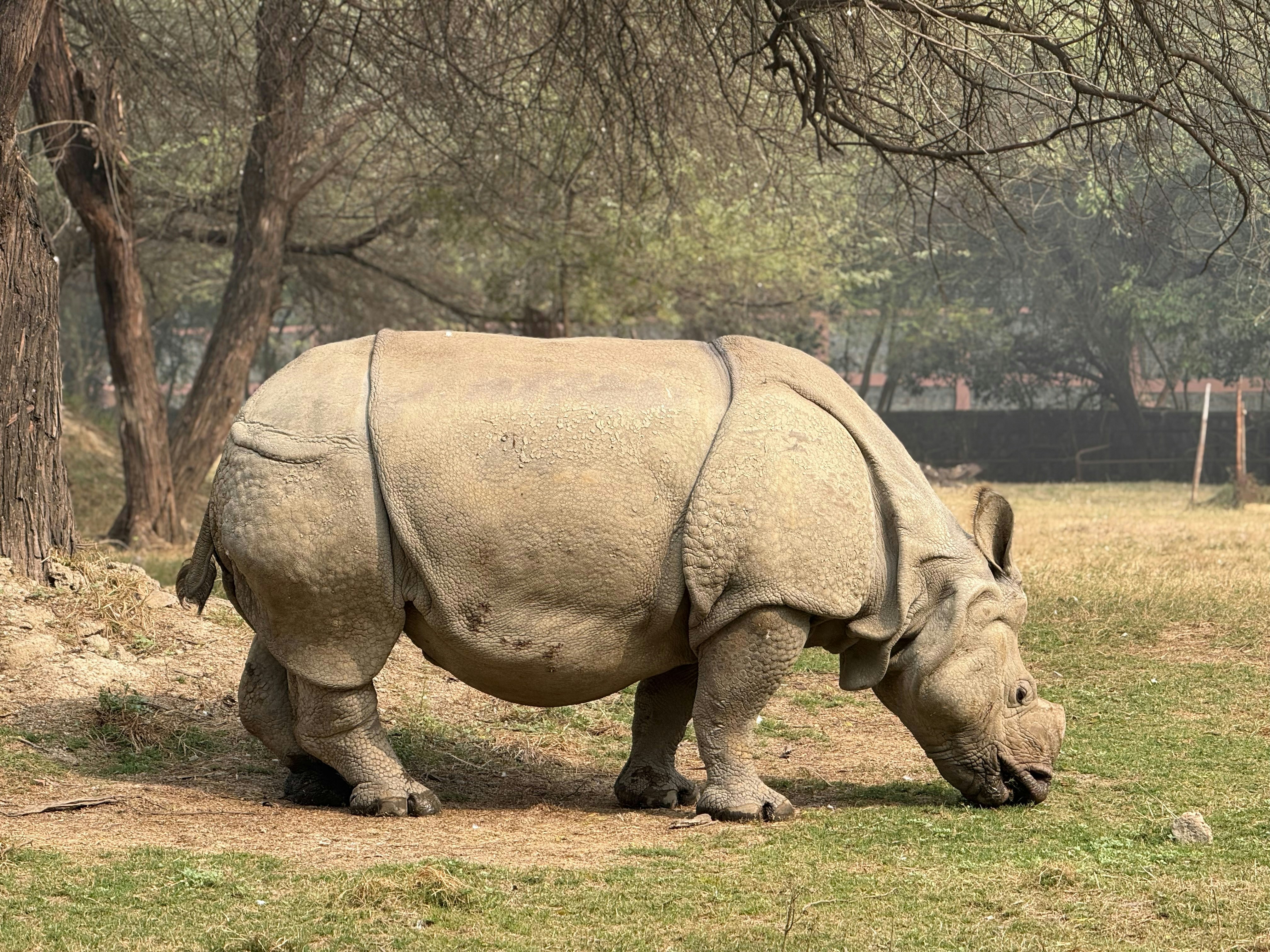 Midday Grazing Rhino: A Quiet Moment on Sunlit Grass