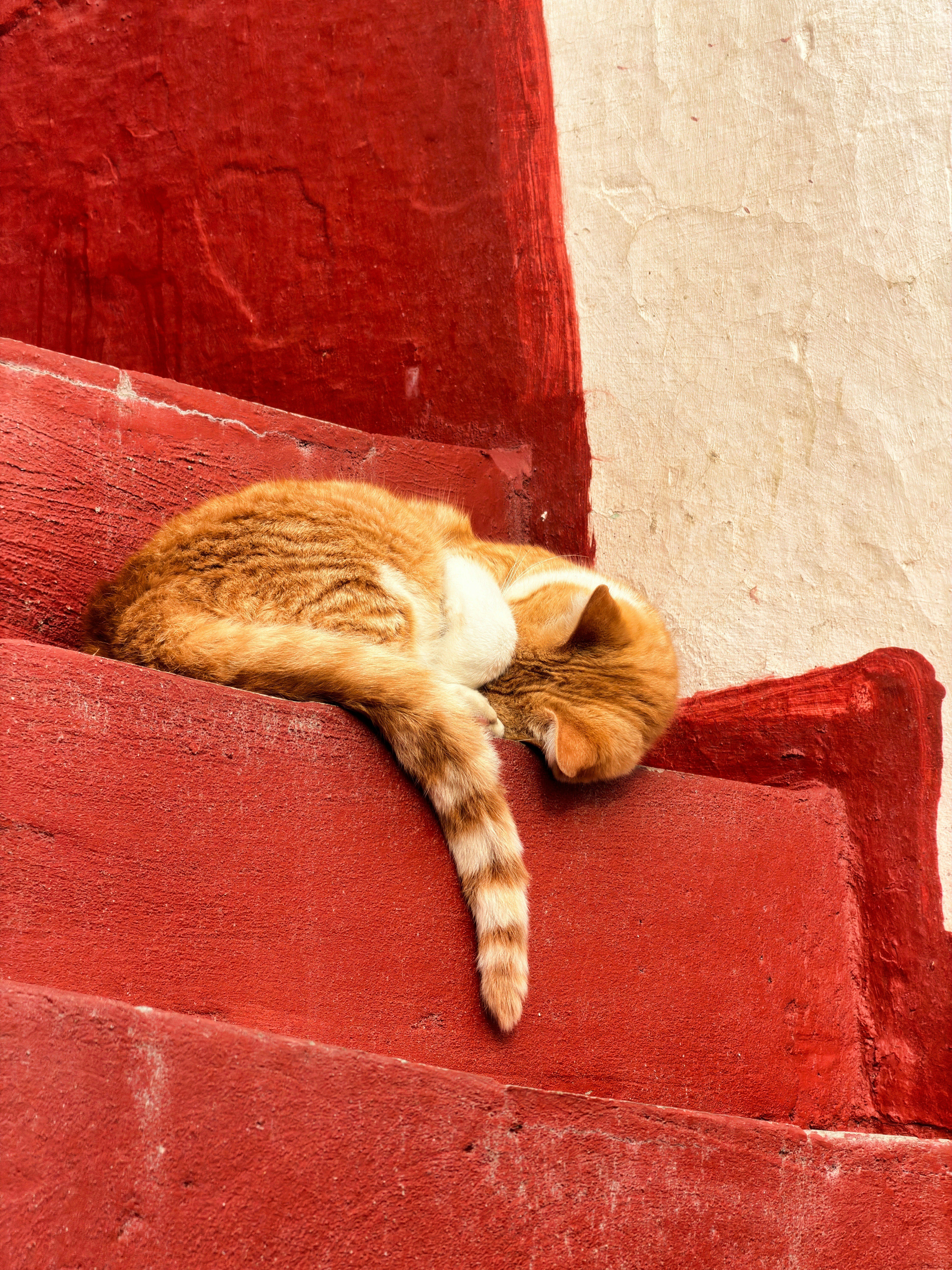Sunlit Catnap on Red Steps