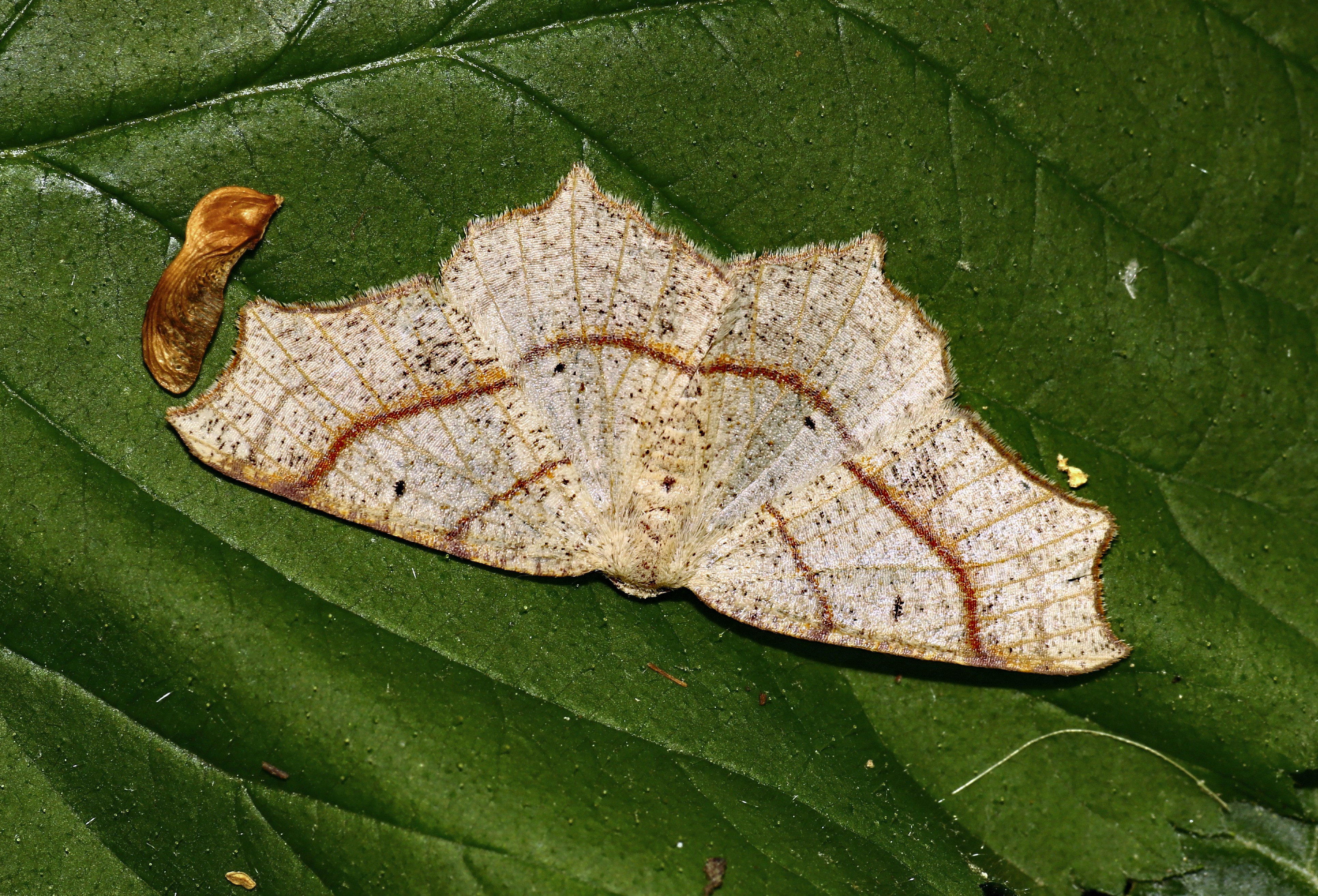 Leaf Vein Map: A Pale Moth Resting on Green Ribbed Surface