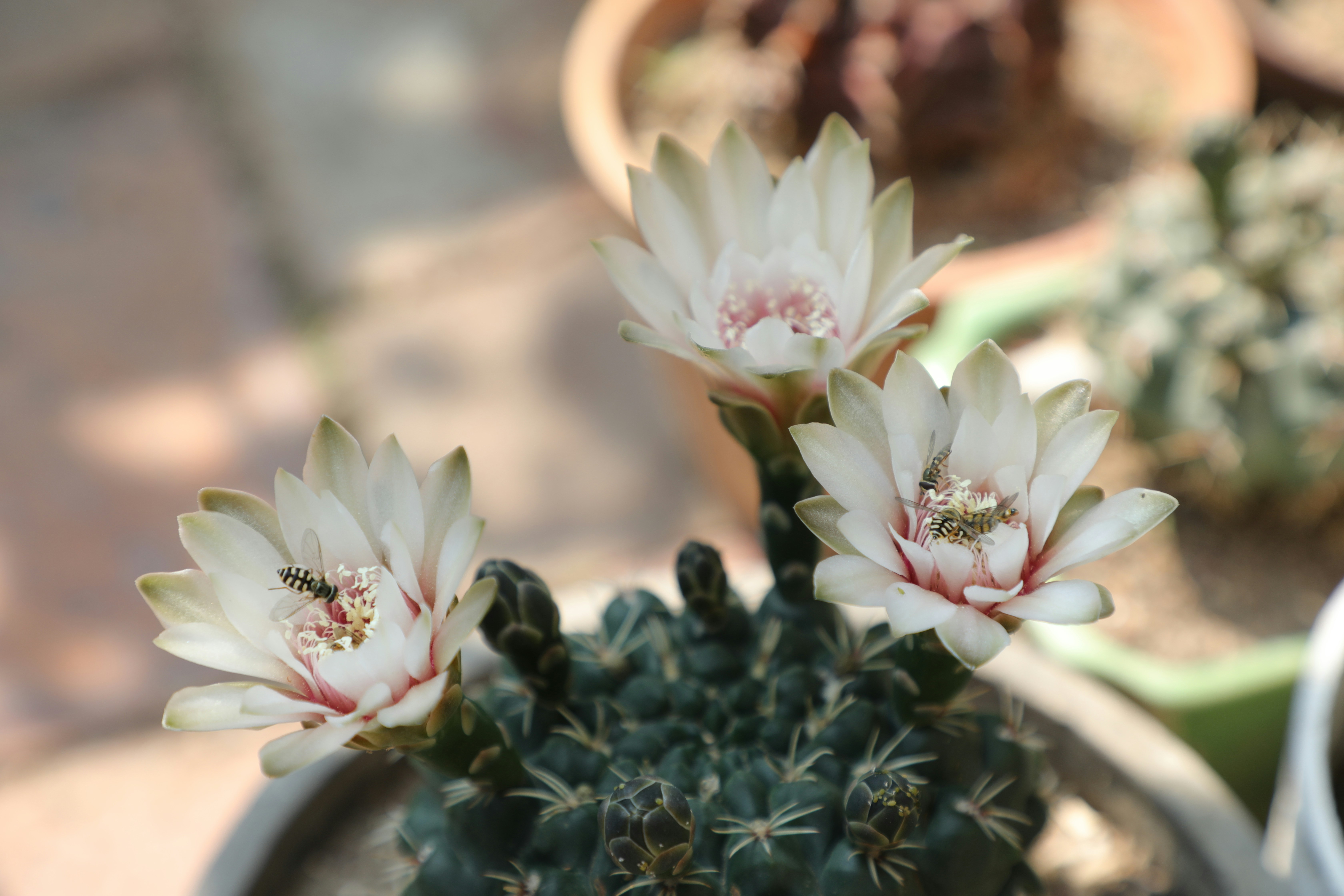 Blossoms on a Prickly Perch: Pearled Succulent Urn