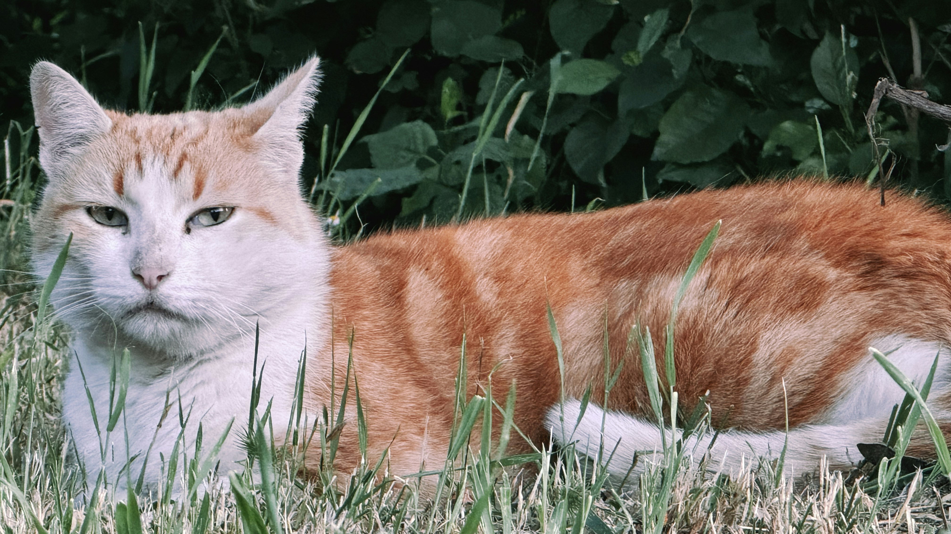 Sunlit Ginger Quiet: Cat at Rest in Garden Edge