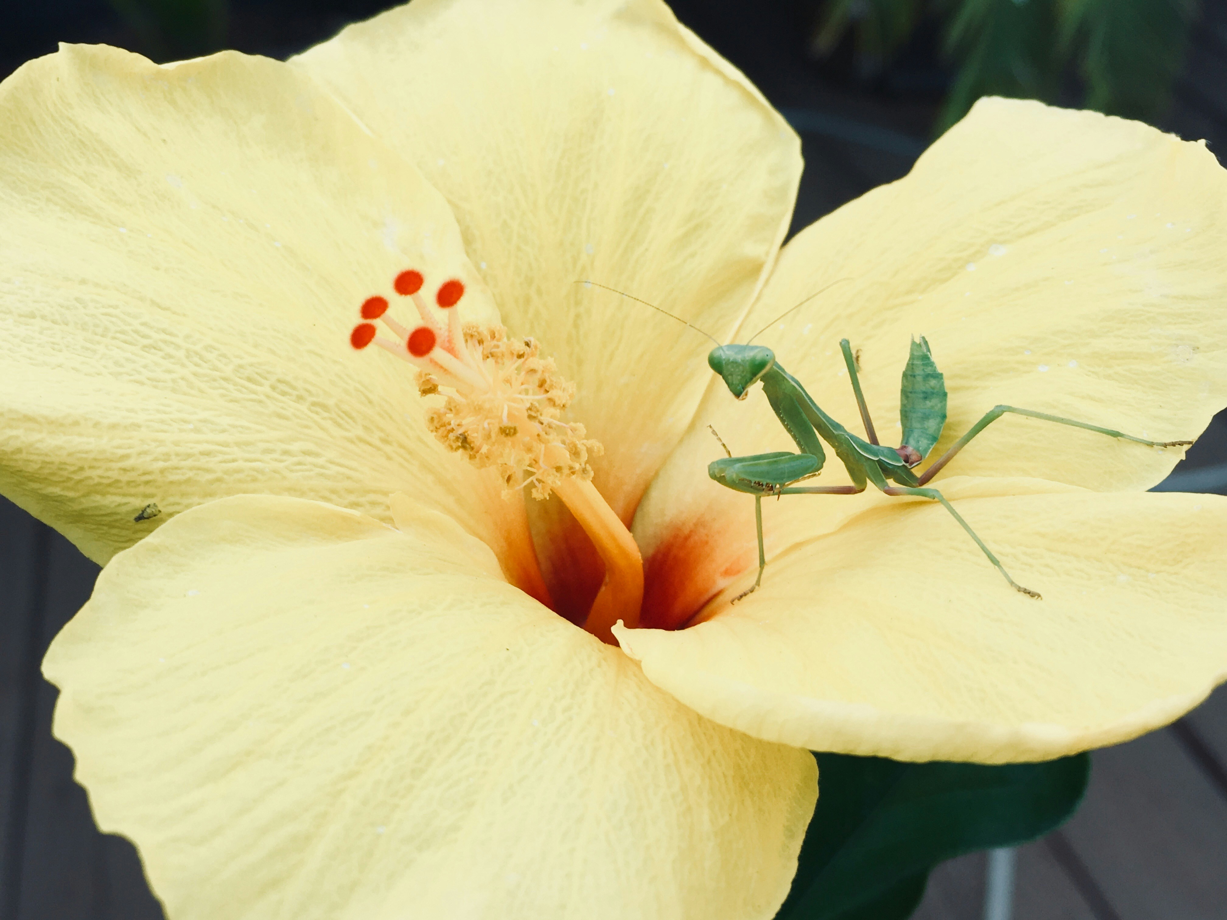 Yellow hibiscus with a tiny green mantis perched on the petal, sunlit center