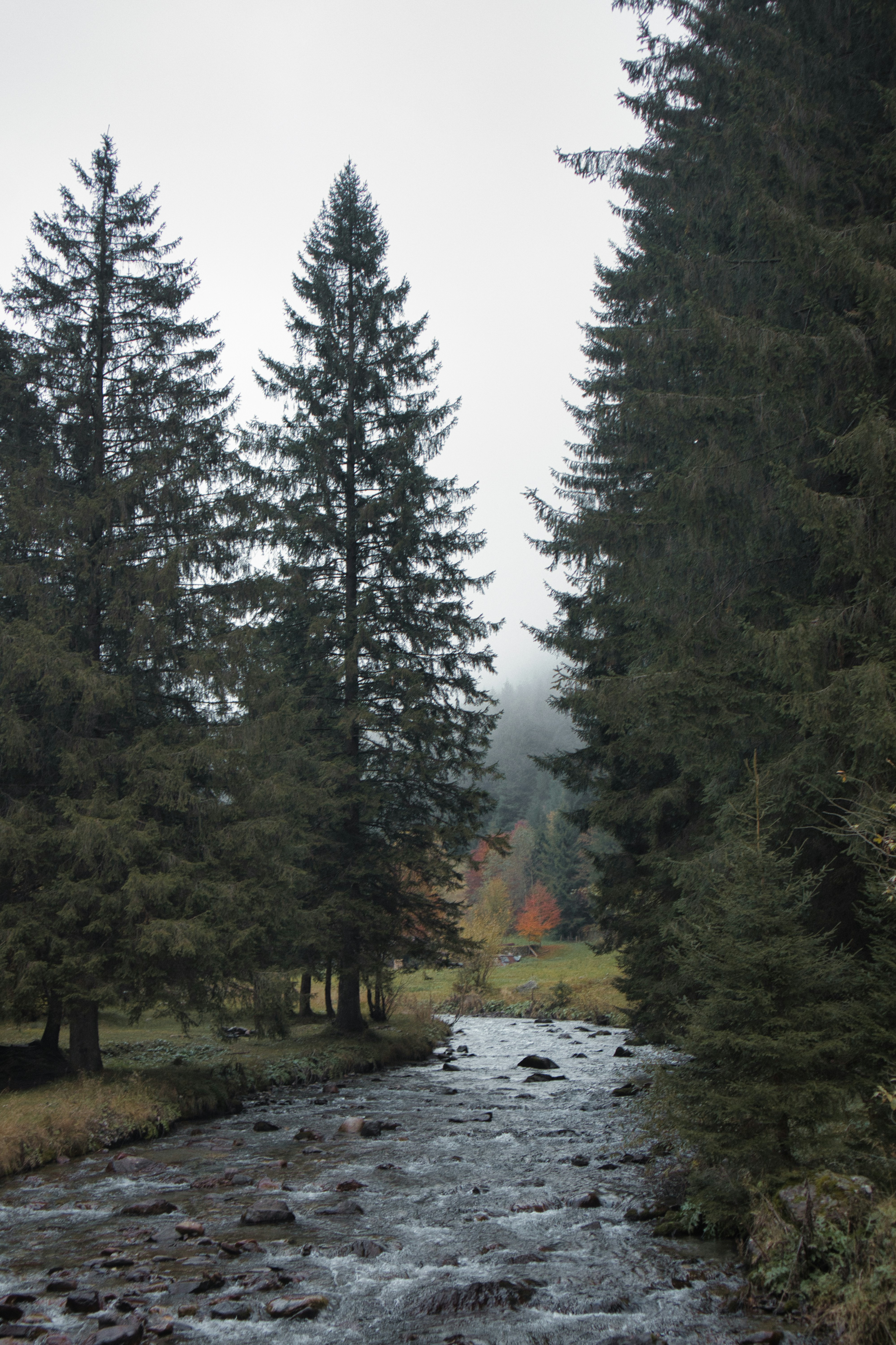 A forest stream flows between tall evergreen trees.