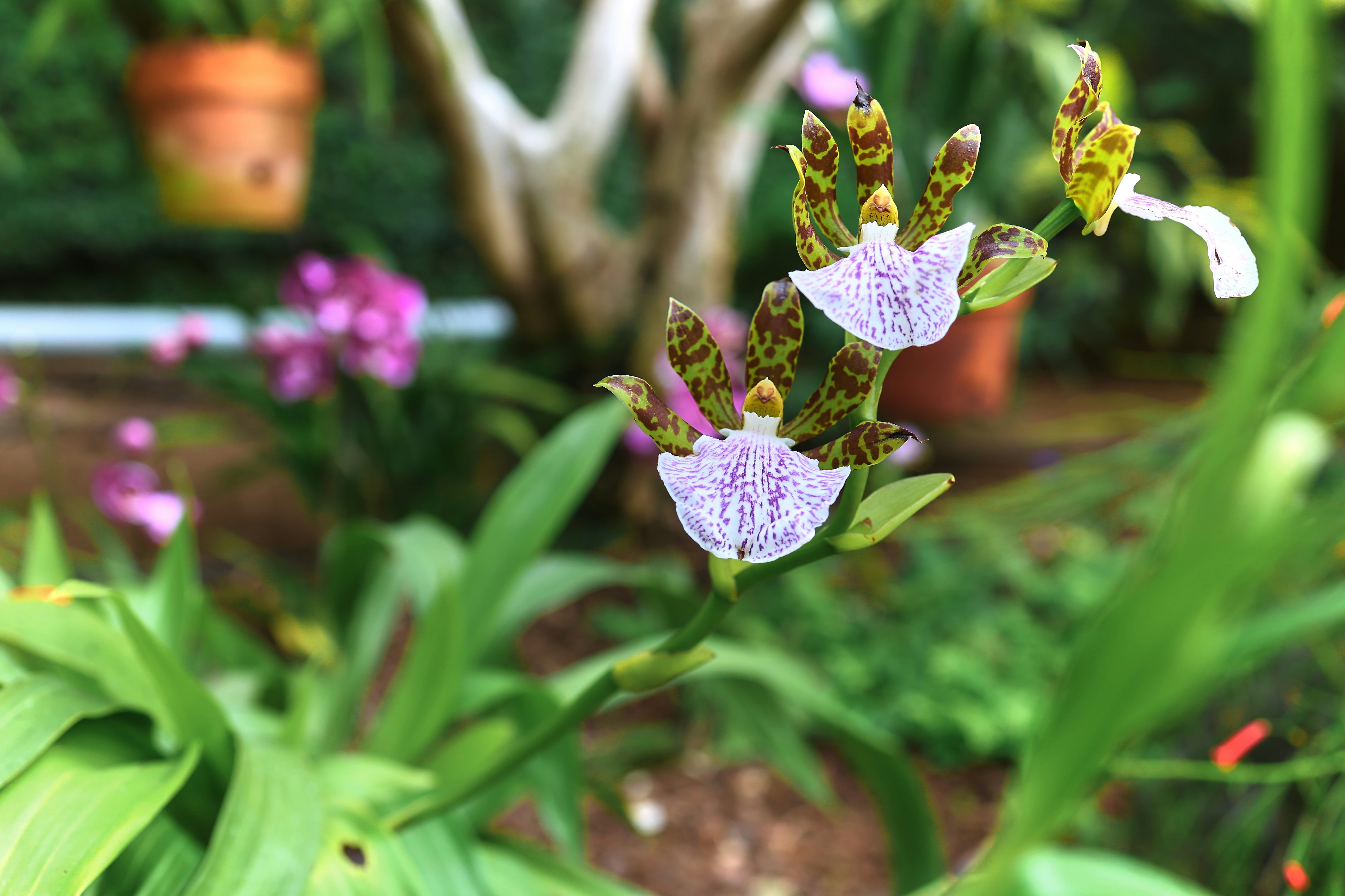 Purple-spotted orchid in a lush garden orbit
