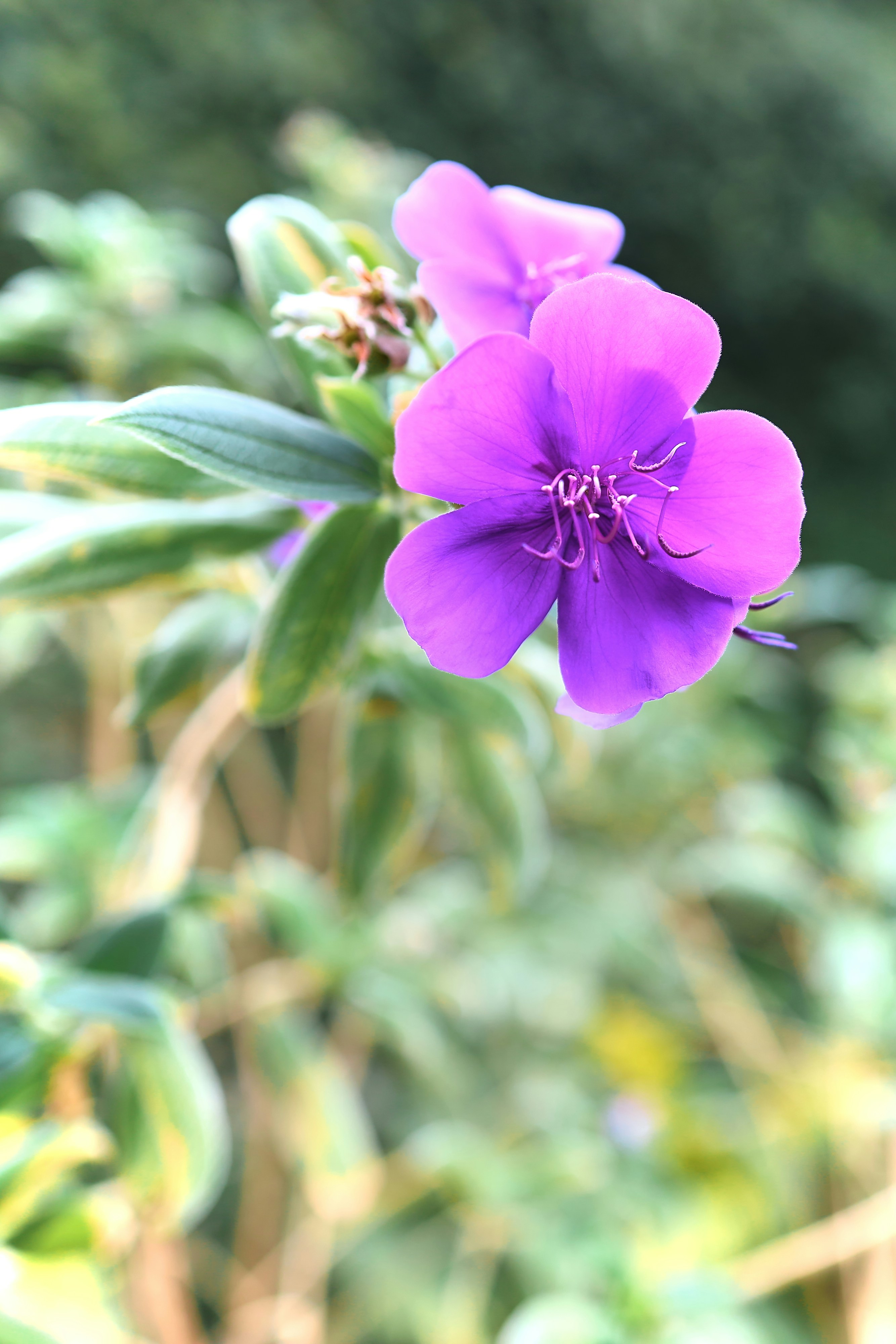 Lavender Bloom in Focus: A Purple Petal Framed by Soft Garden Blur