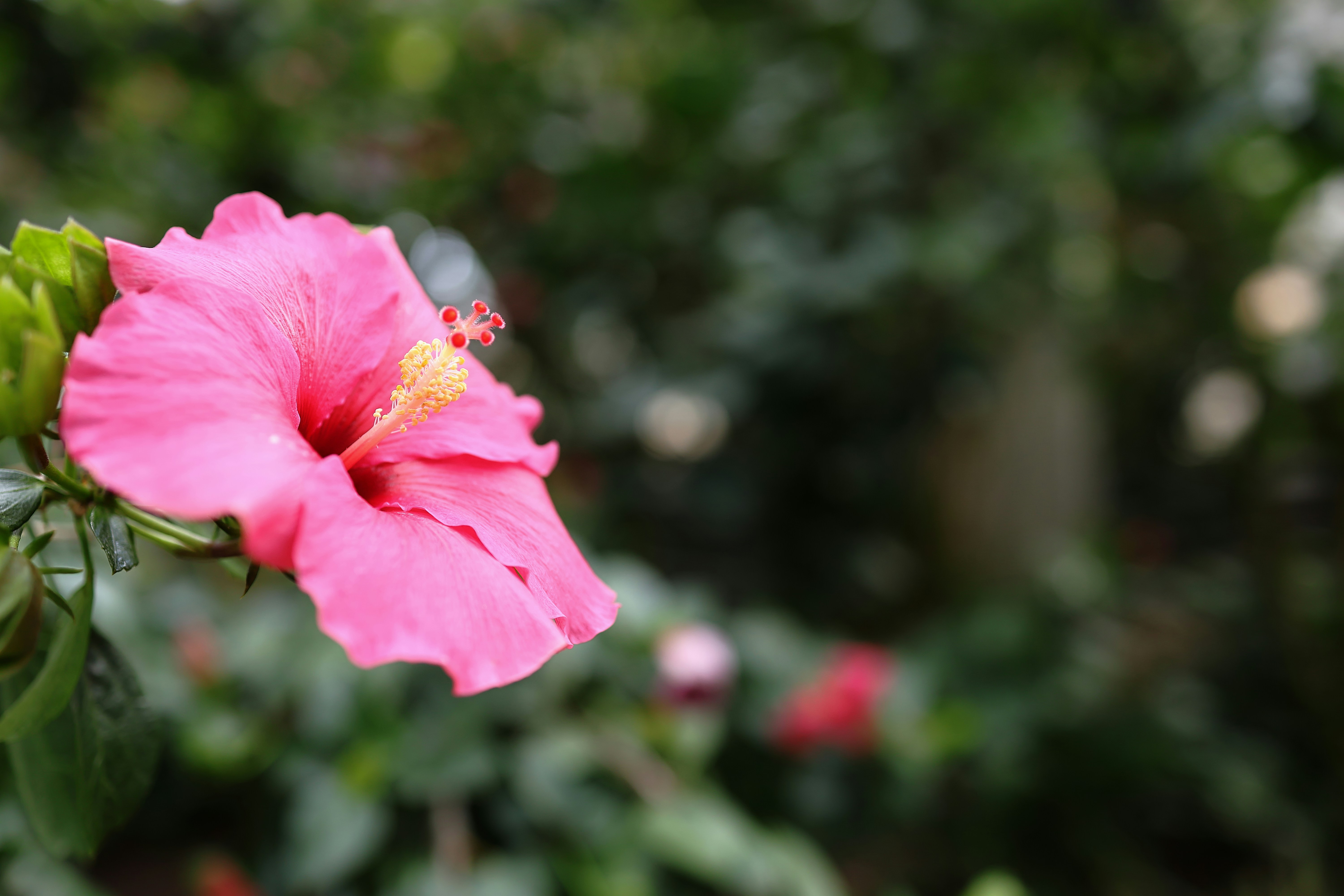Pink Hibiscus in Focus Amid Blurred Garden Backdrop