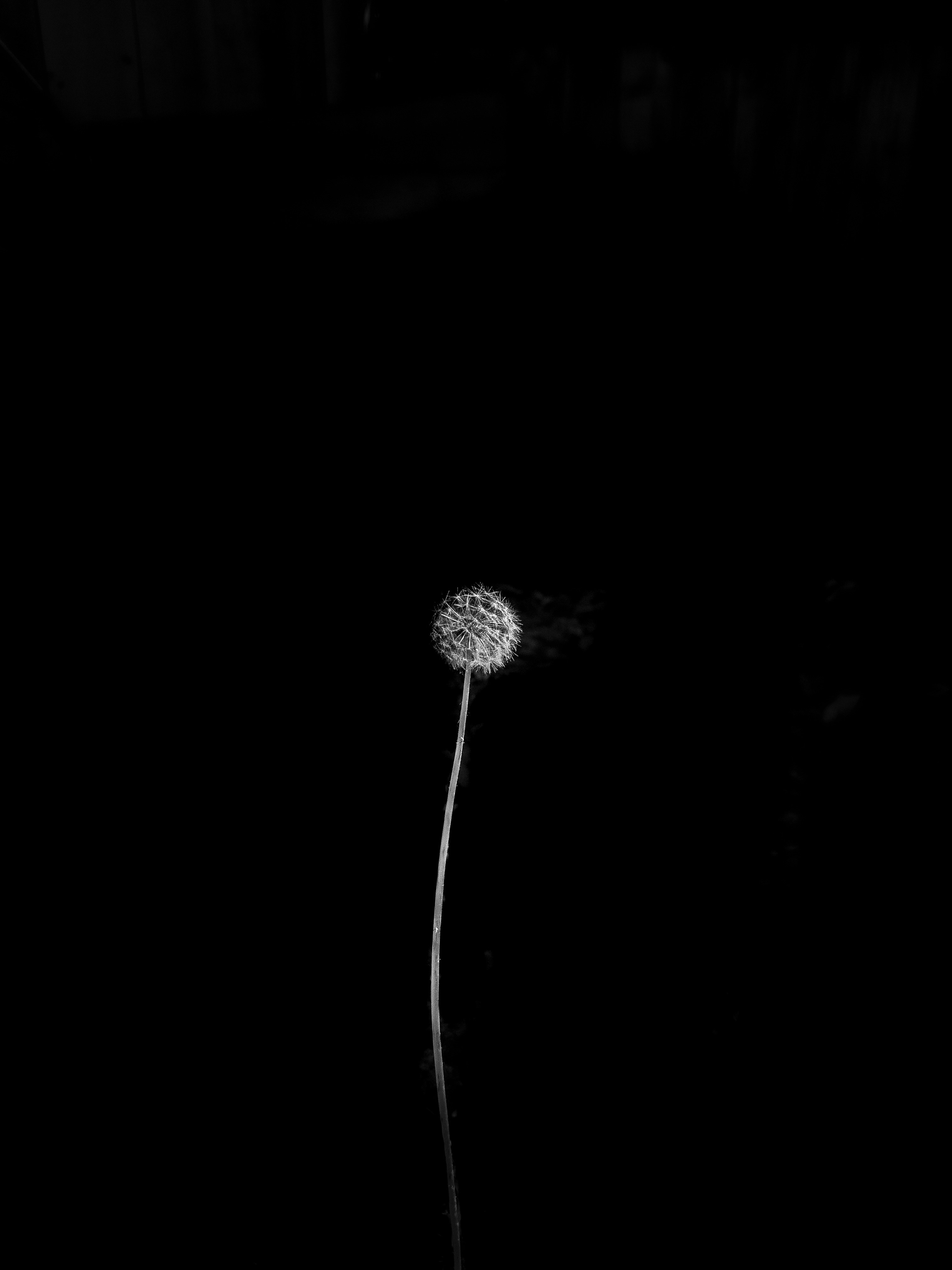 Lone Dandelion Portrait in the Void