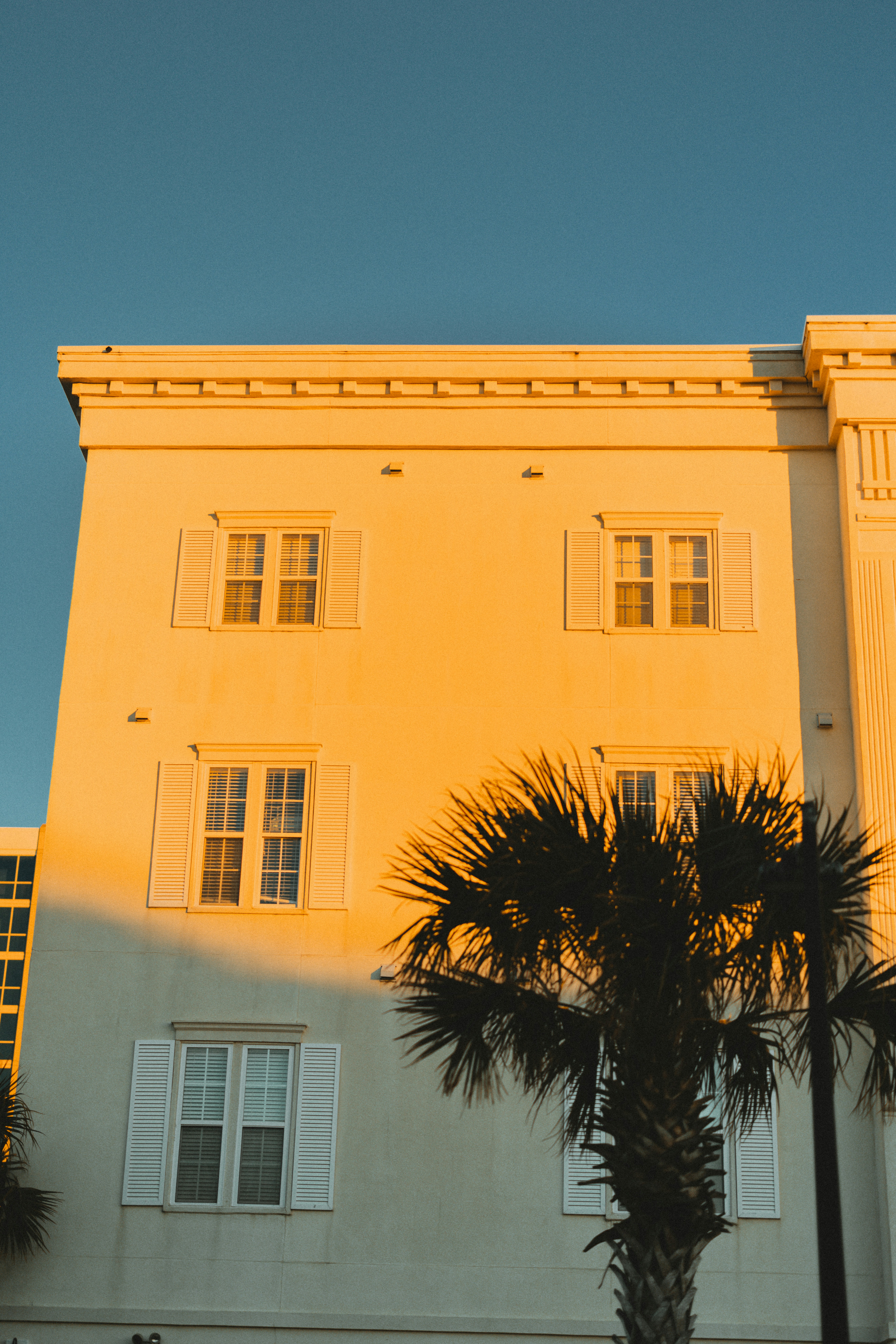 Golden Hour Facade: Sunlit Windows and Shadowed Palm