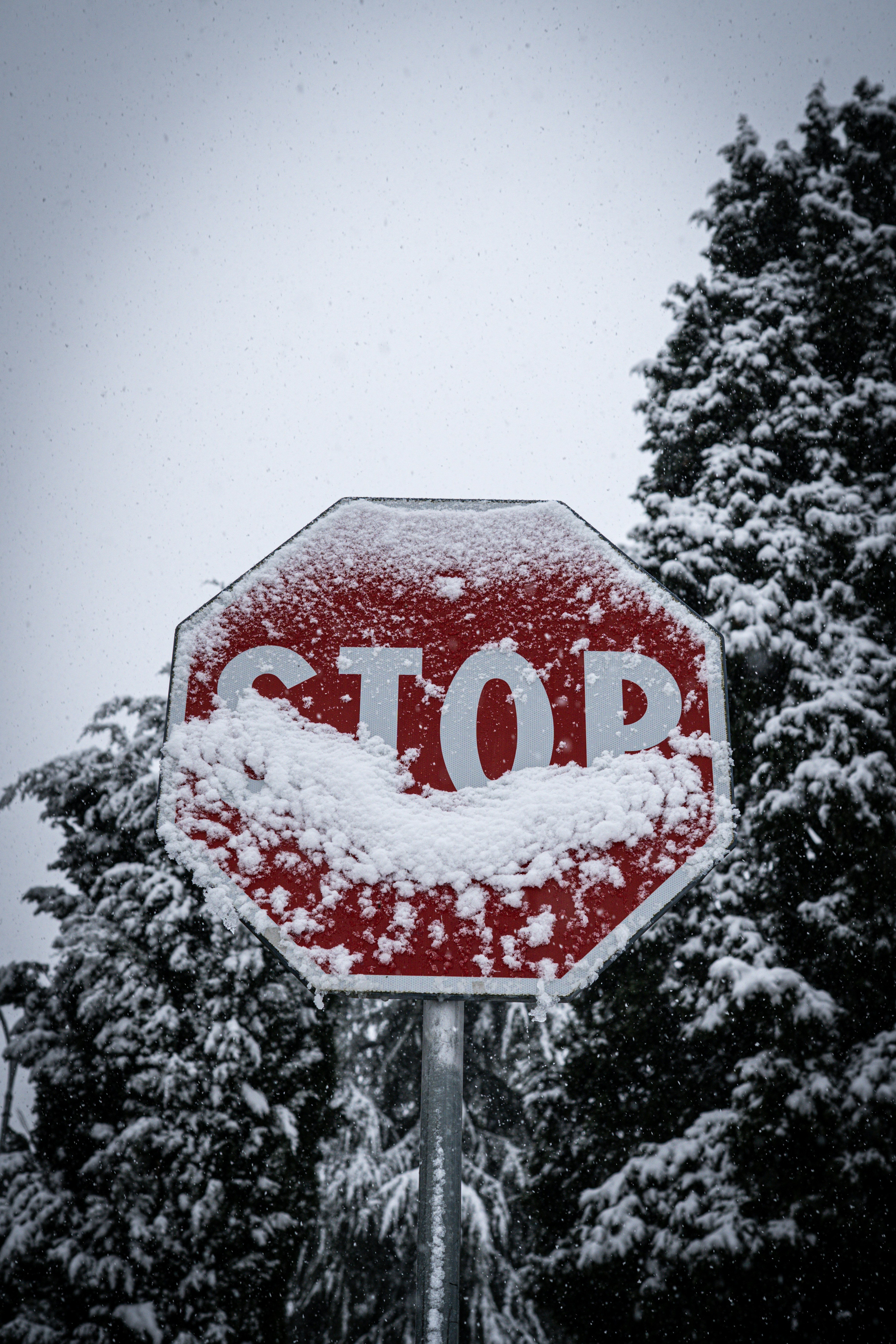 Snowbound STOP Sign: Quiet White Confinement
