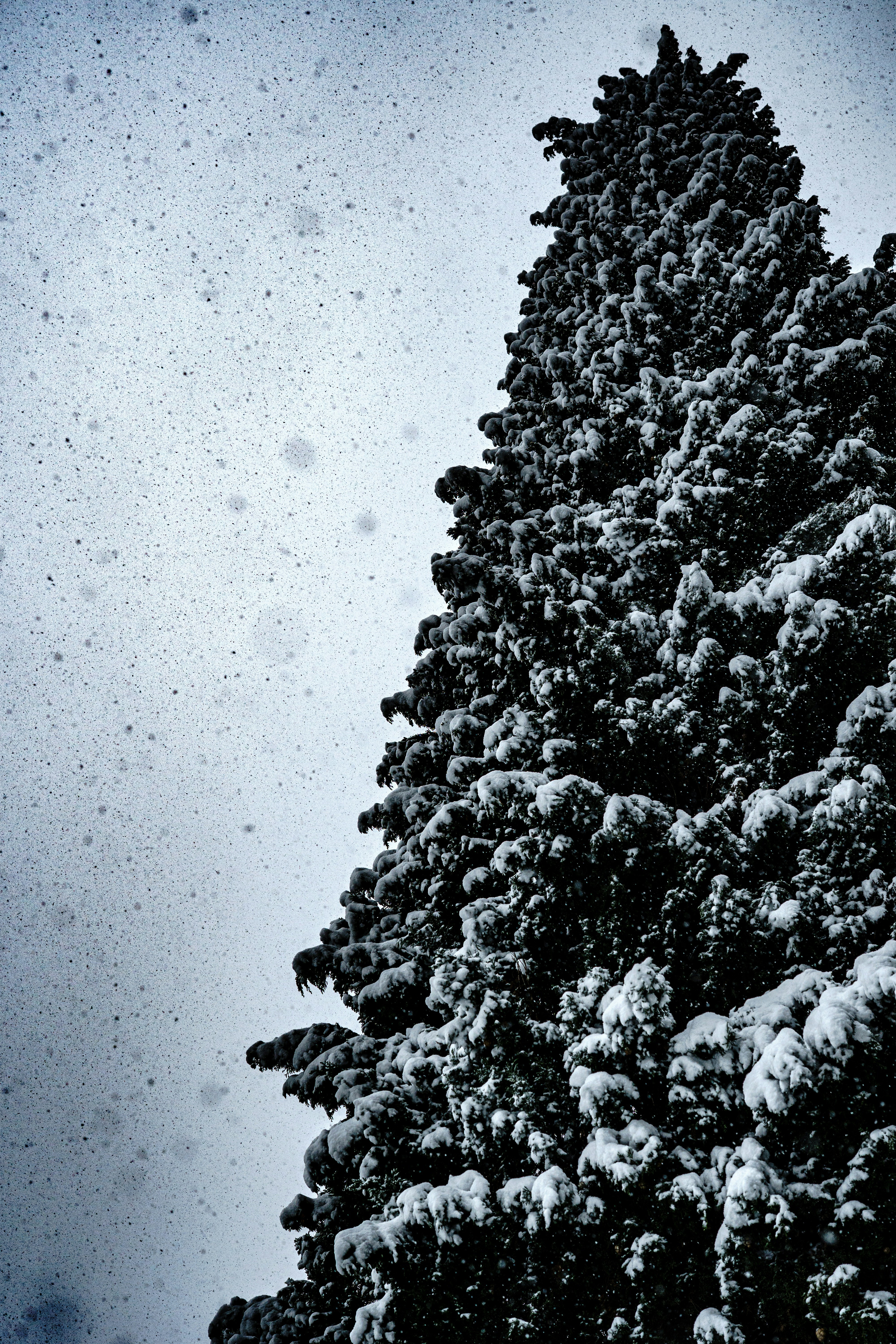 Snow-laden Evergreen Reaching into a Gray Winter Sky